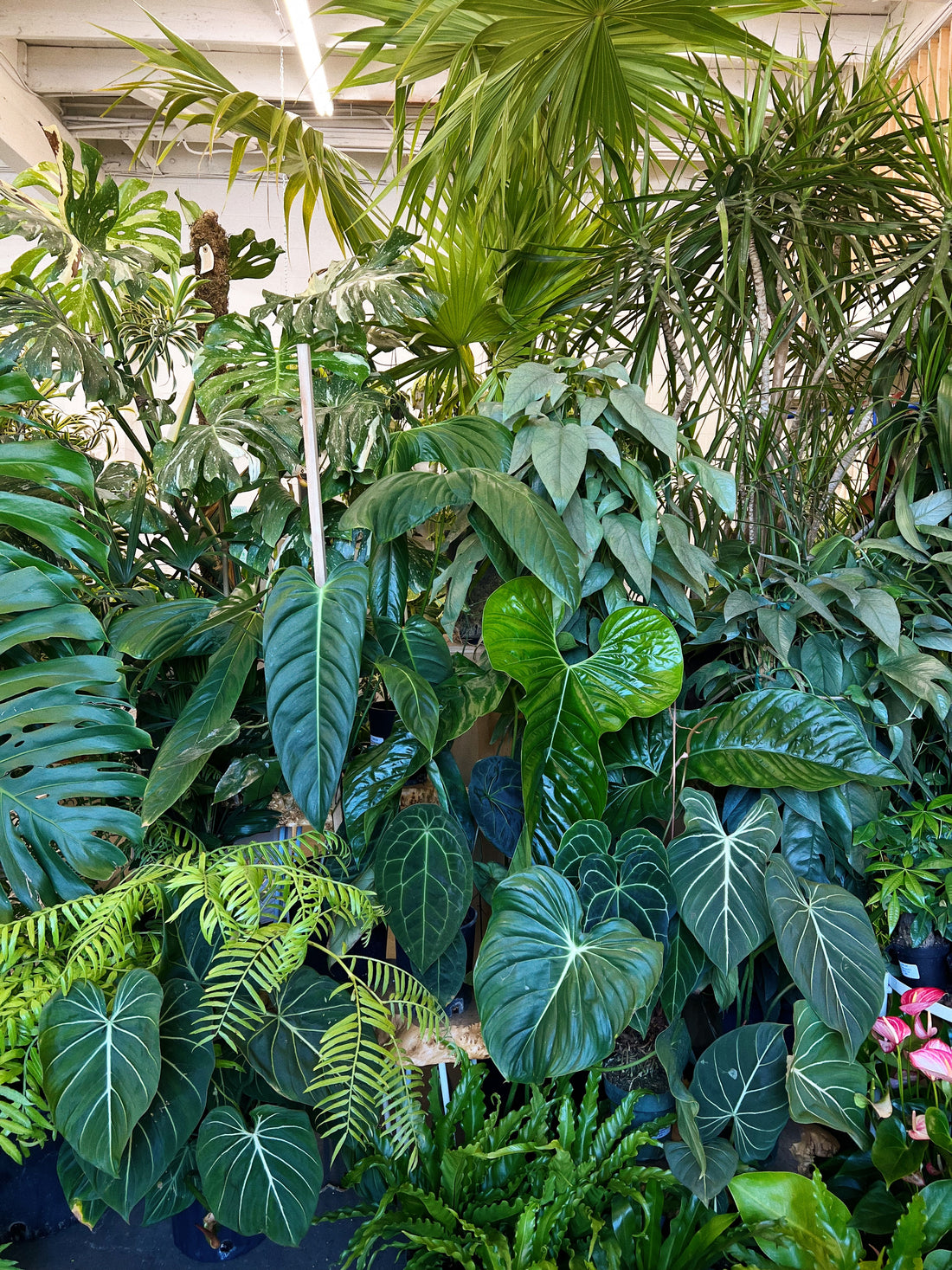 HOME – ARIUM BOTANICALS