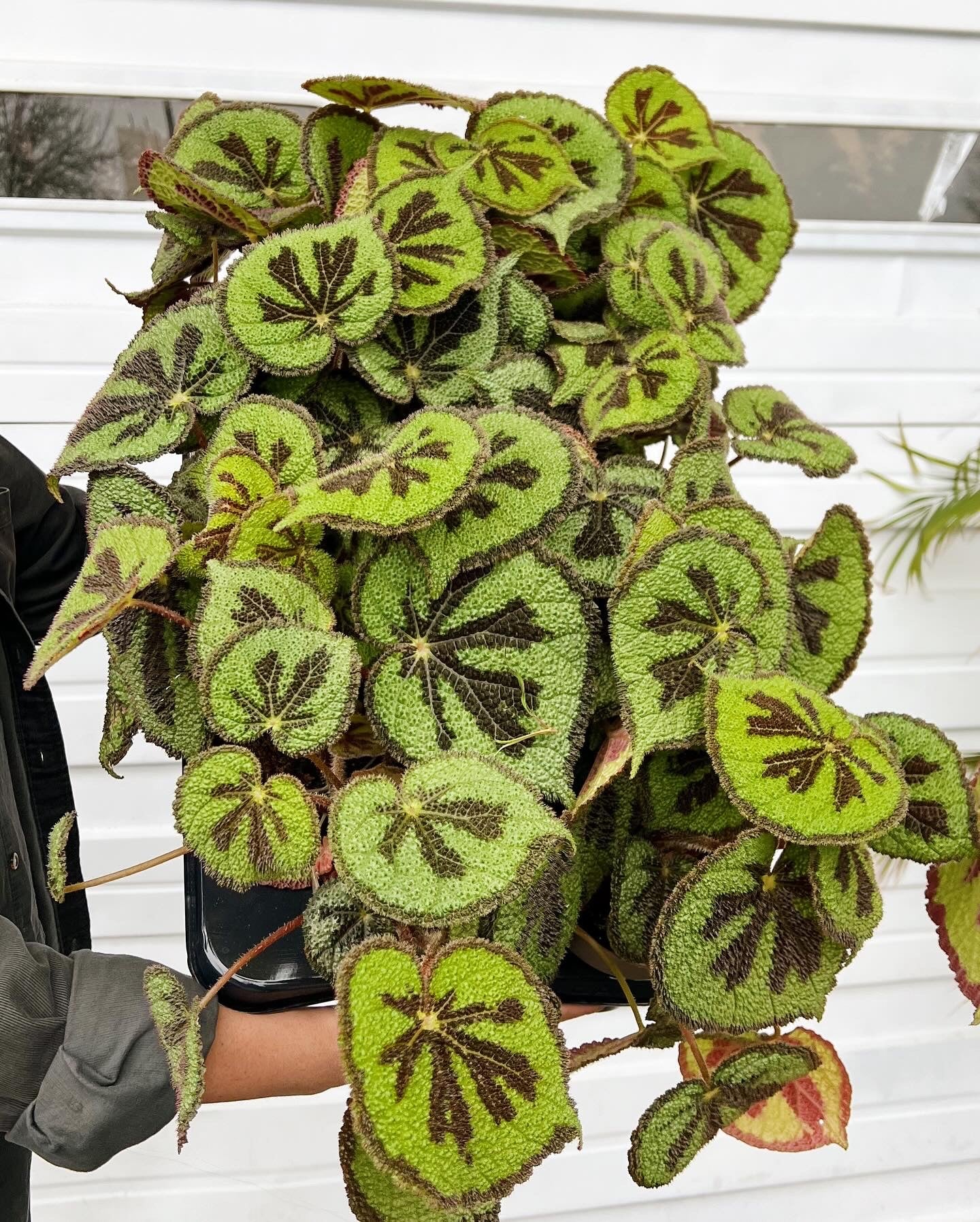 Begonia masoniana Rock – ARIUM BOTANICALS