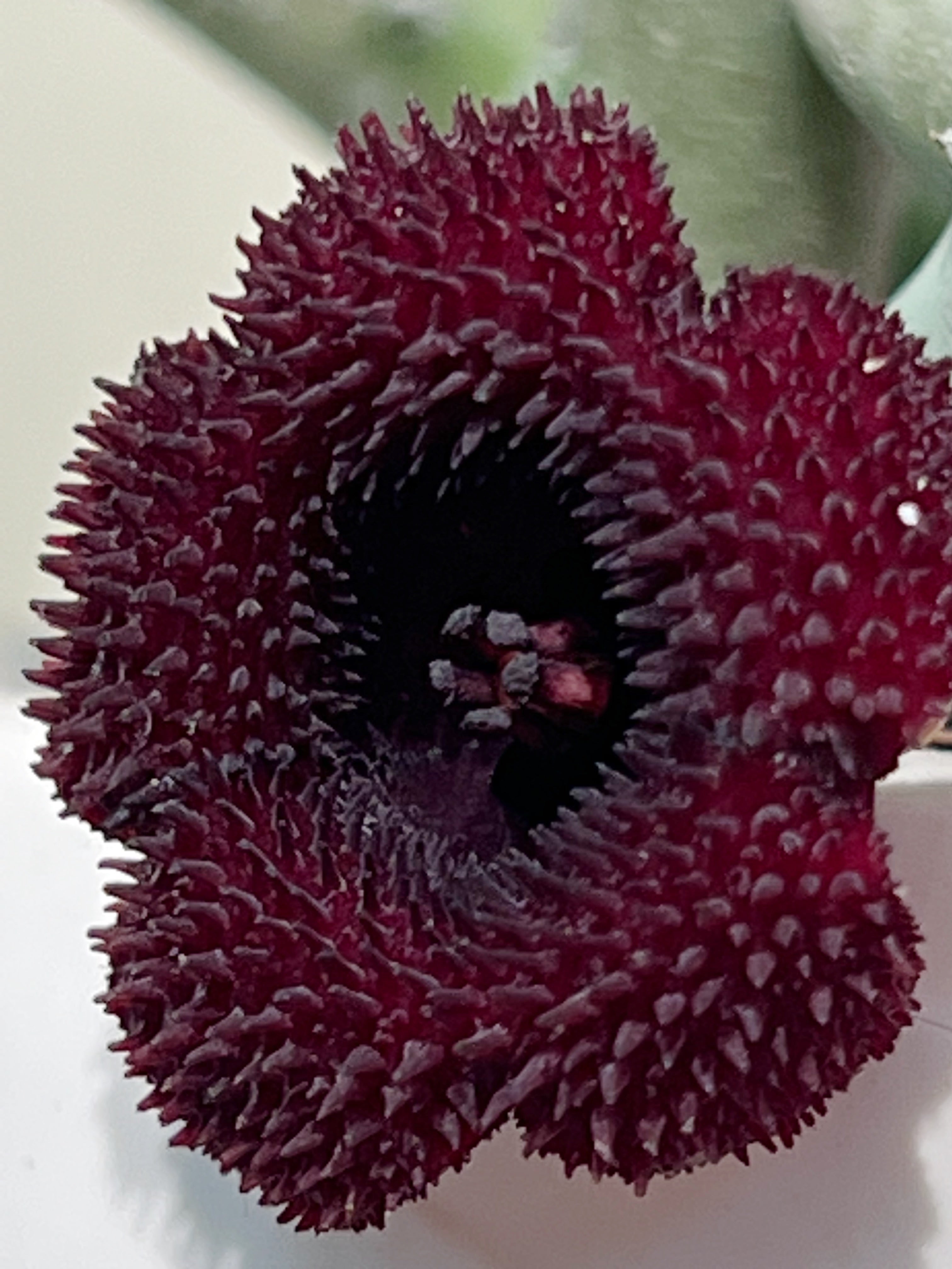Huernia penzigii – ARIUM BOTANICALS