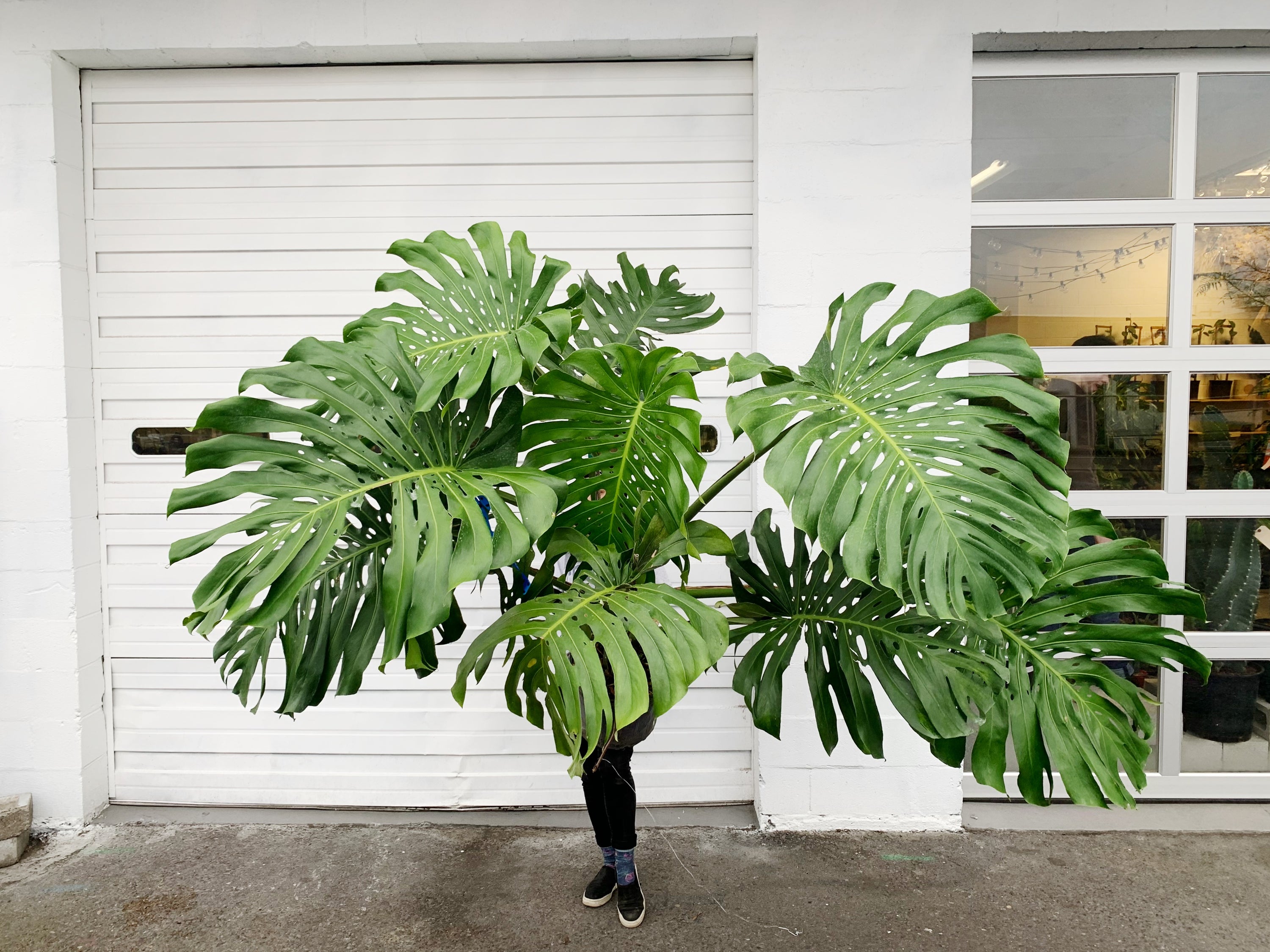 HOME – ARIUM BOTANICALS