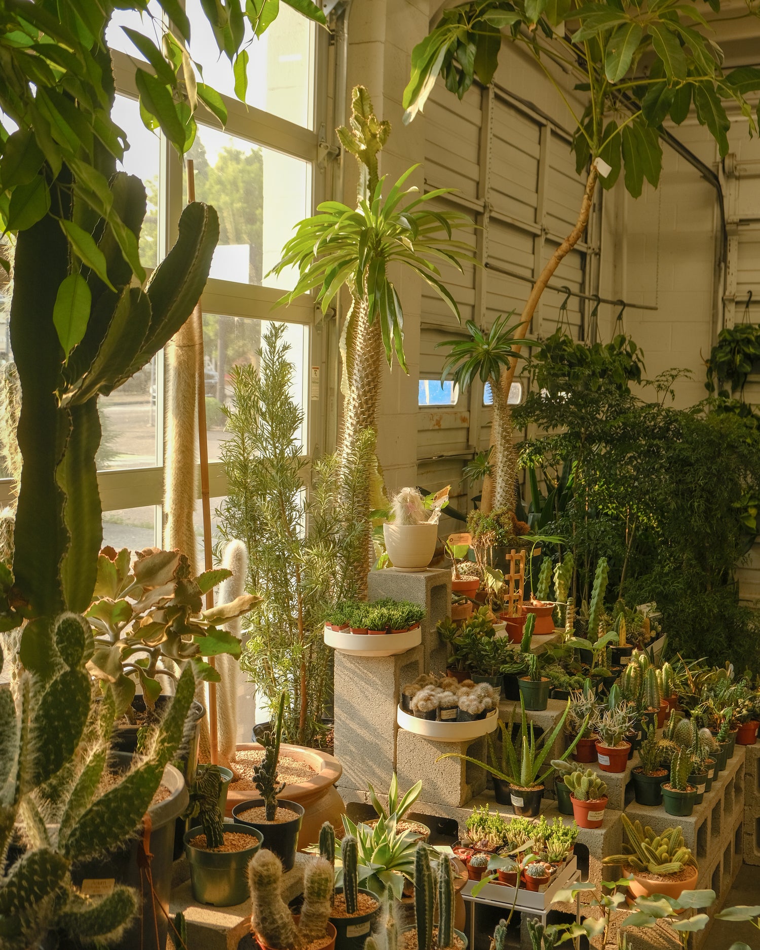 HOME – ARIUM BOTANICALS