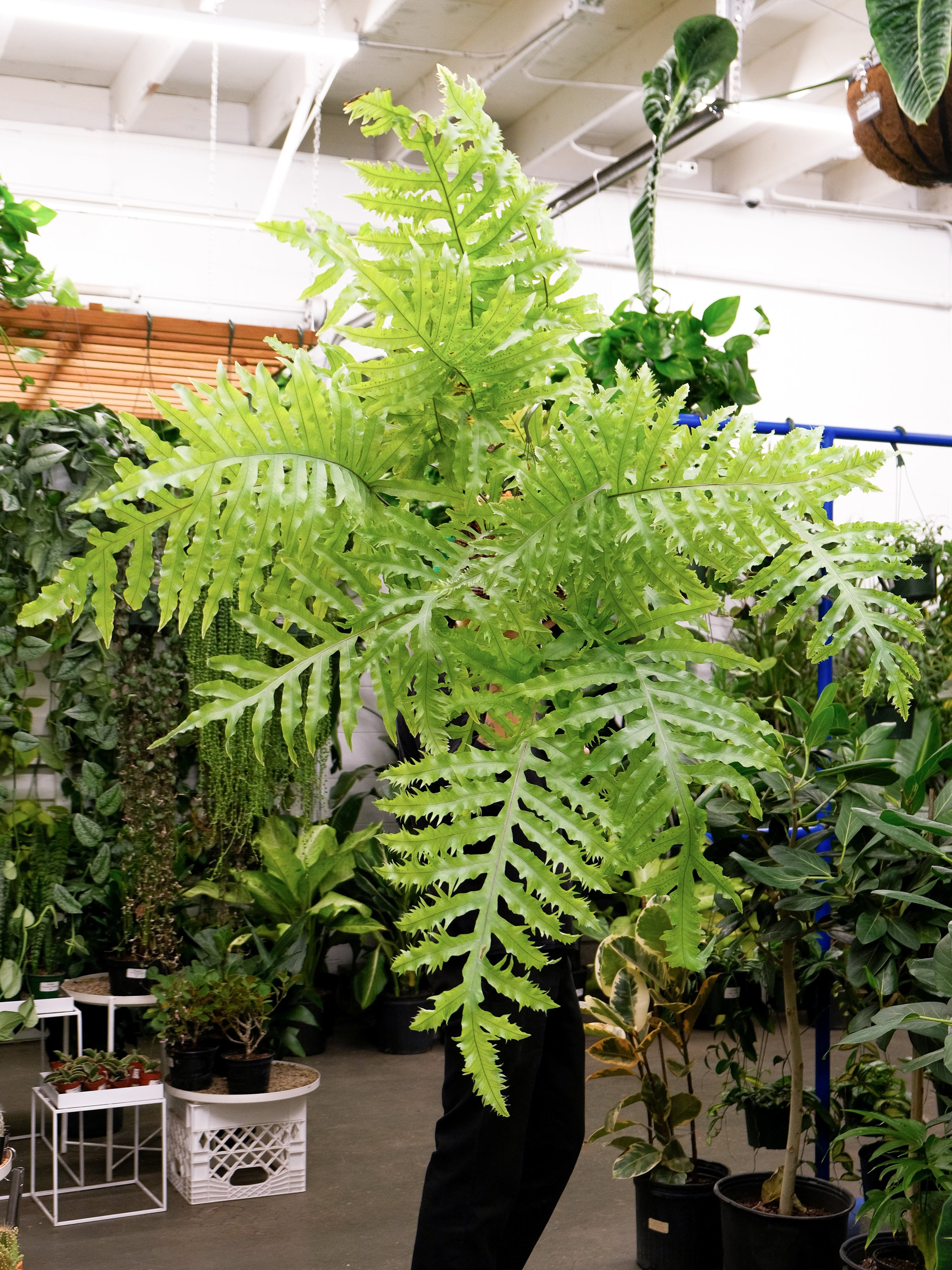 HOME – ARIUM BOTANICALS