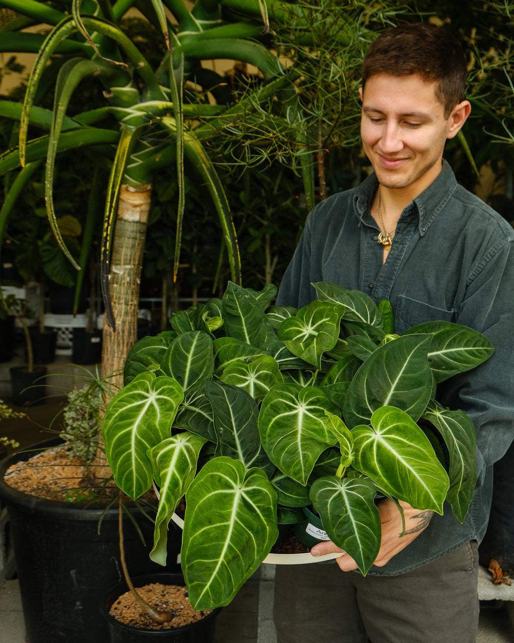 Anthurium villenaorum – ARIUM BOTANICALS