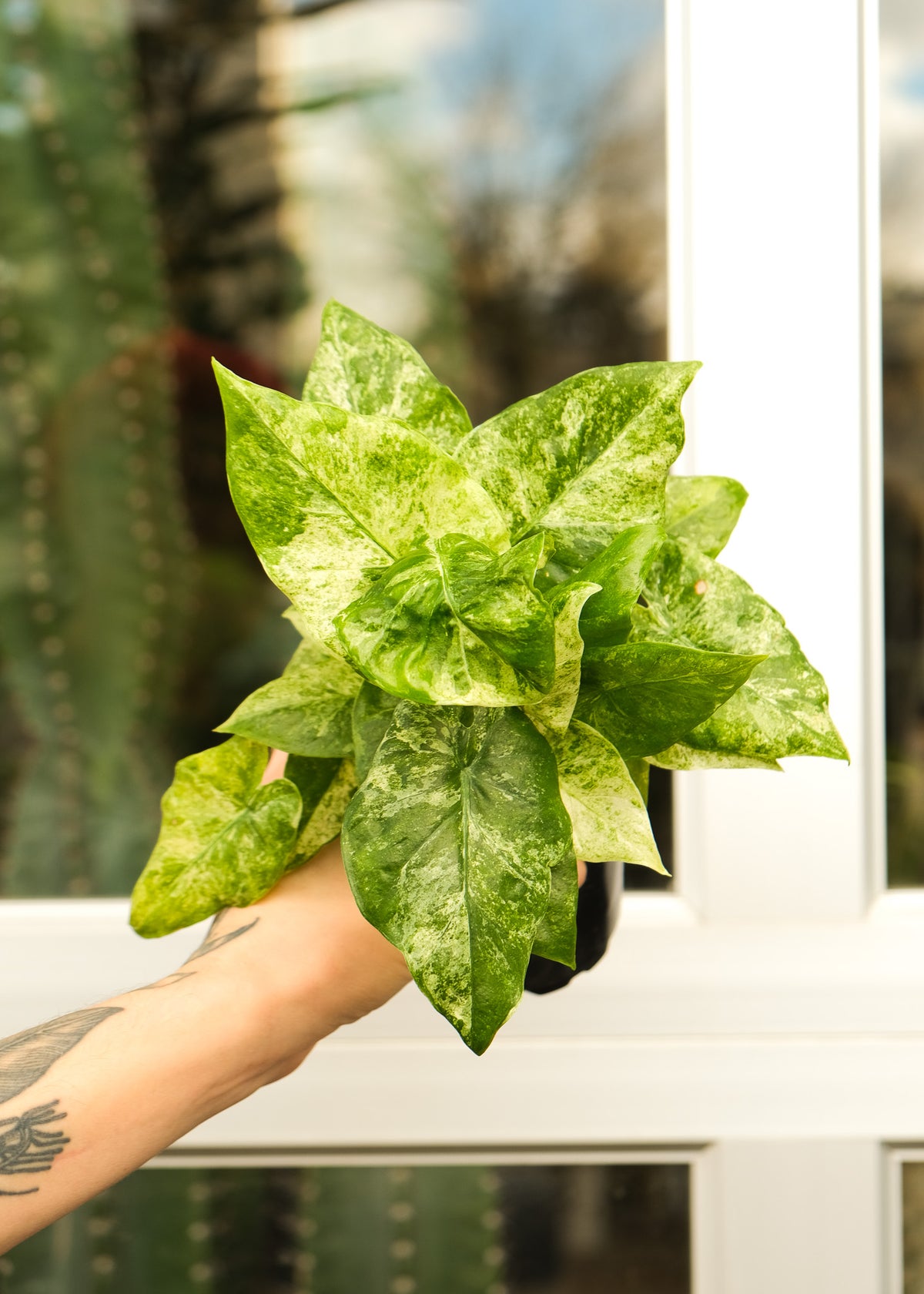 HOME – ARIUM BOTANICALS