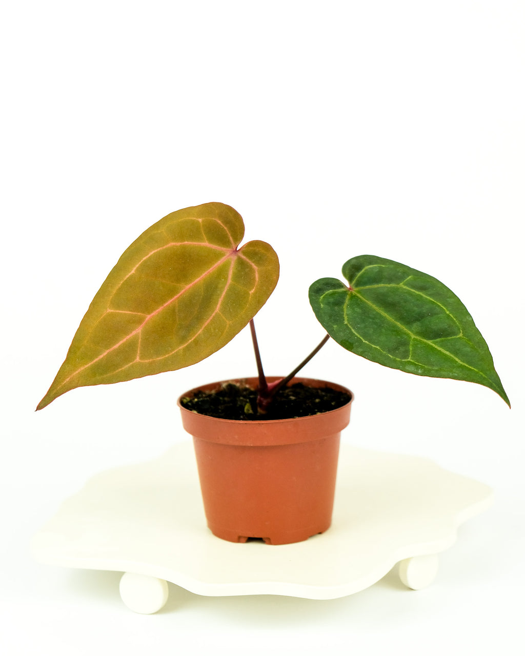 Anthurium 'Ace of Spades' x papillilaminum x ('Greige' x 'Red Crystall ...