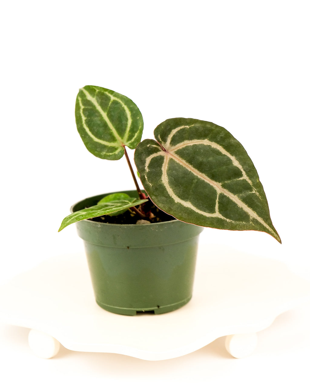 Anthurium 'Red Crystallinum Purple' x 'Red Crystallinum' – ARIUM BOTANICALS