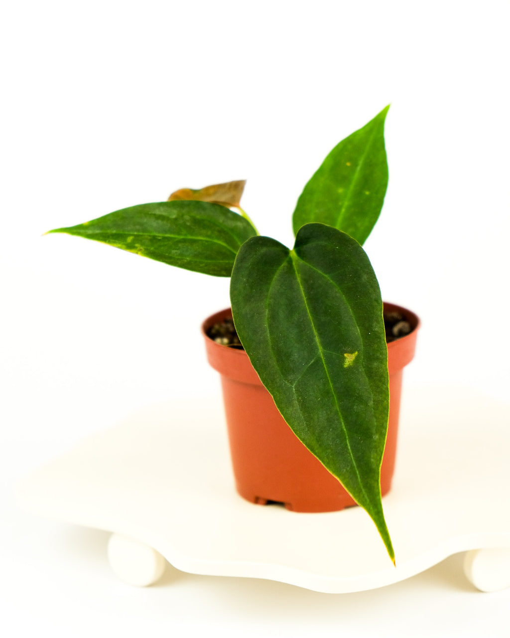 Anthurium 'Green Ace of Spades' x (Barry's Red Velvet x subsignatum ...