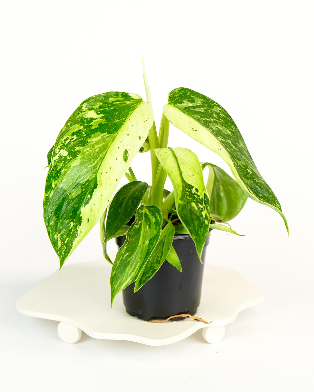 Philodendron 'Jose Buono' – ARIUM BOTANICALS