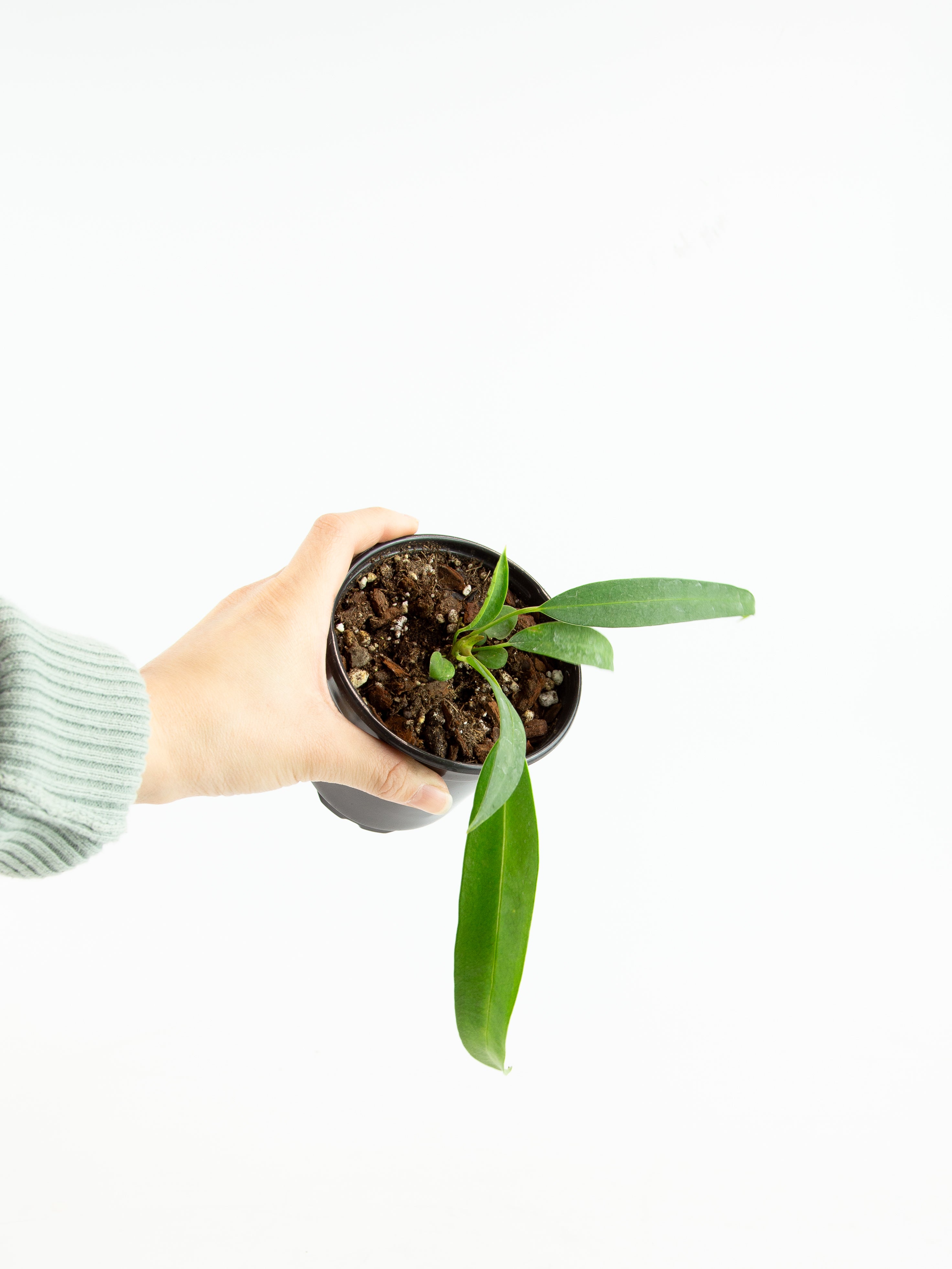 Anthurium wendlingeri – ARIUM BOTANICALS