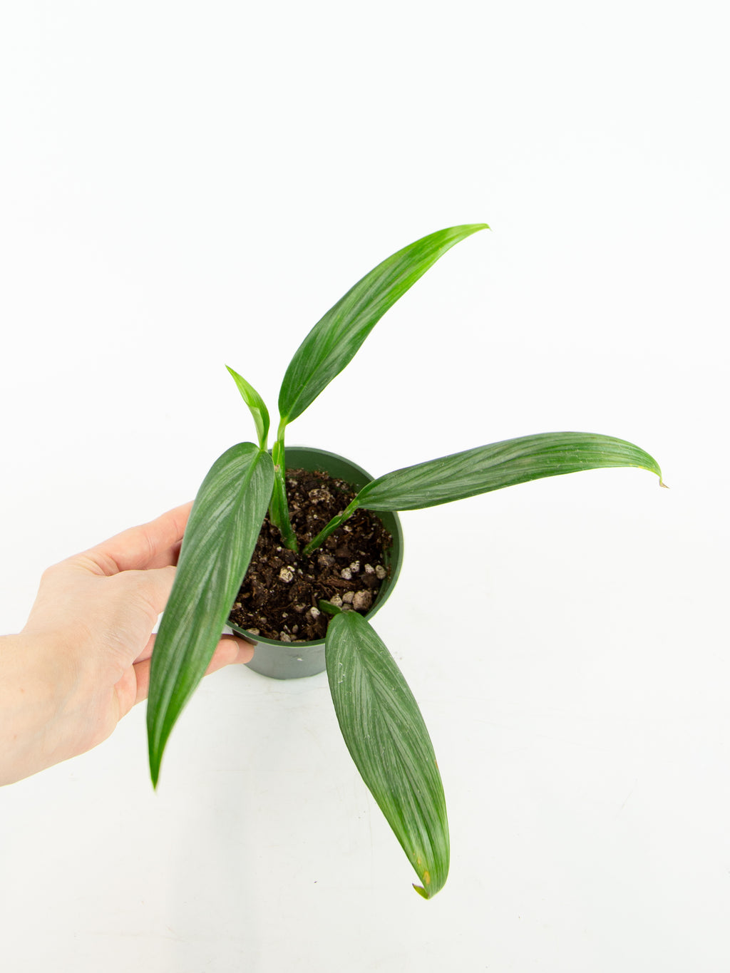 Epipremnum amplissimum – ARIUM BOTANICALS