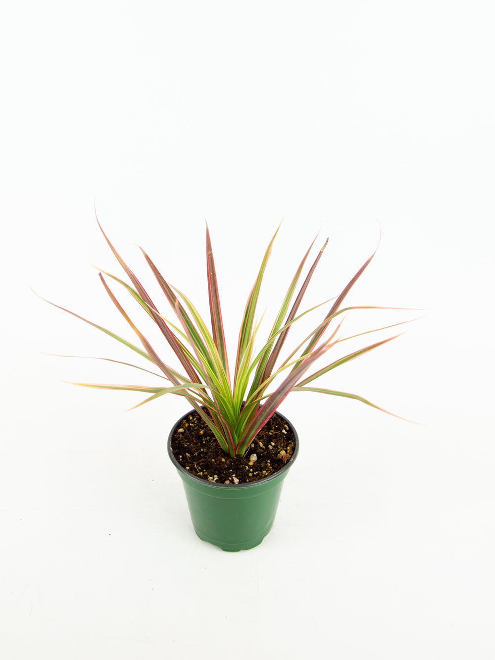 Dracaena marginata 'Colorama' – ARIUM BOTANICALS