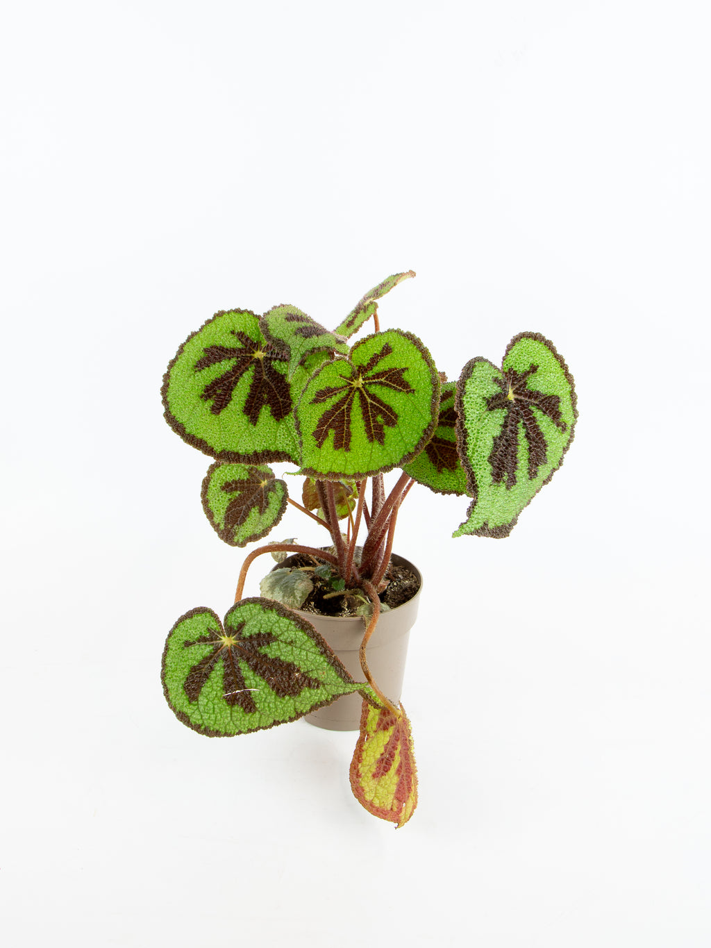 Begonia masoniana Rock – ARIUM BOTANICALS