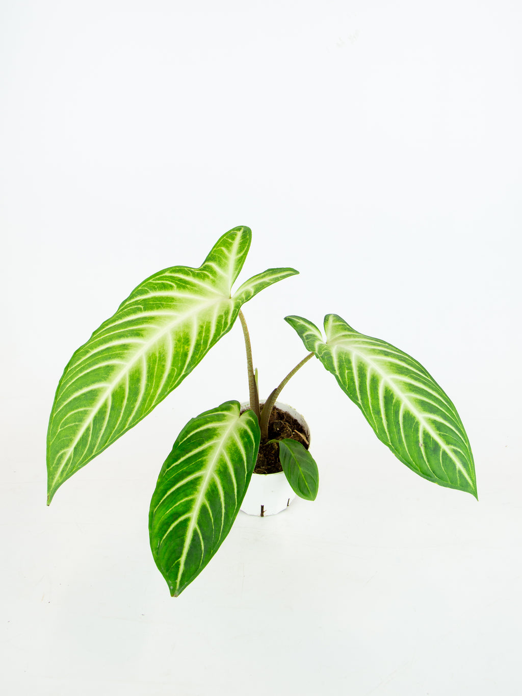 Xanthosoma lindenii – ARIUM BOTANICALS