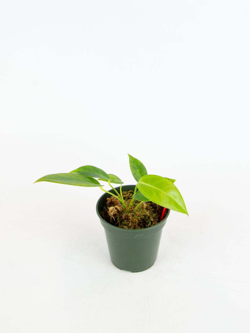 Anthurium scherzerianum – ARIUM BOTANICALS