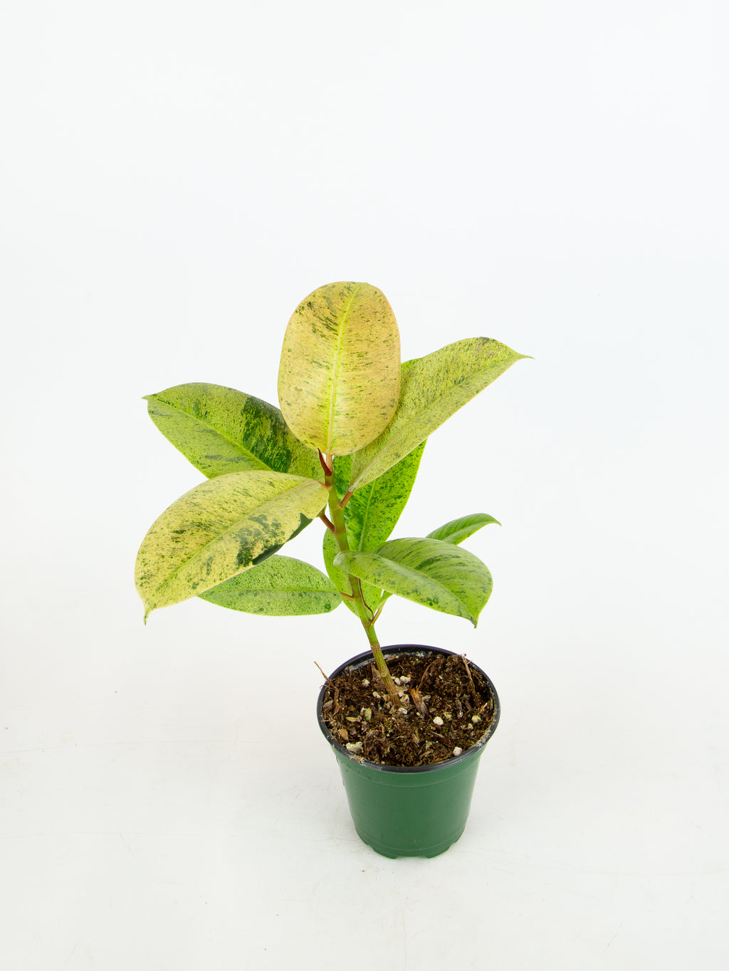 Ficus Shivereana – ARIUM BOTANICALS