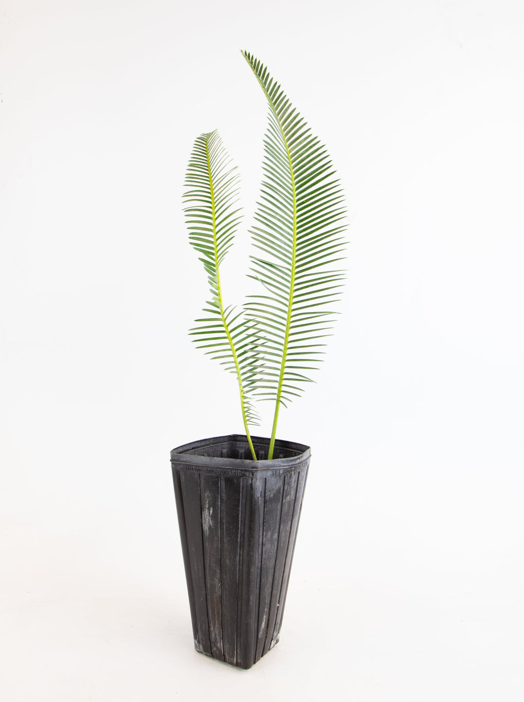 Dioon edule – ARIUM BOTANICALS