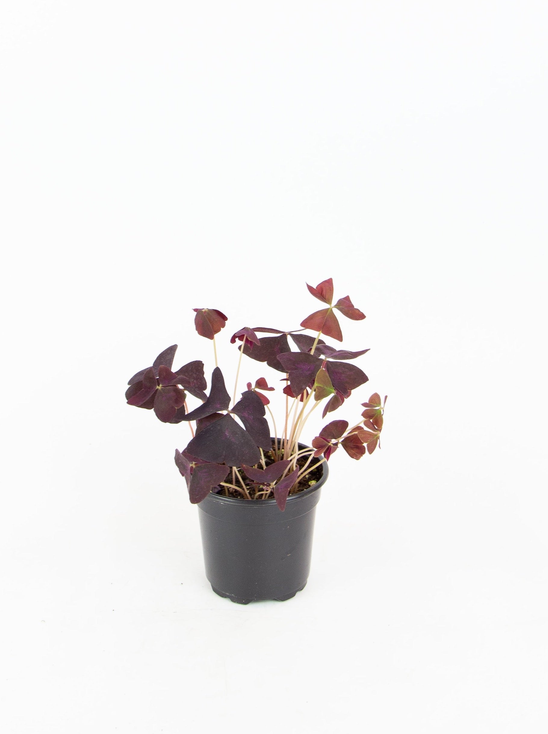Oxalis triangularis – ARIUM BOTANICALS
