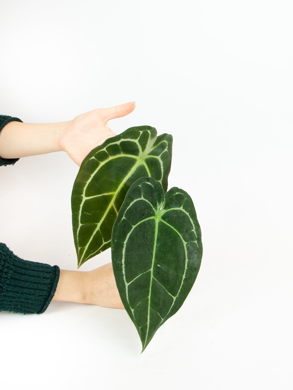 Anthurium hybrids (Options) – ARIUM BOTANICALS