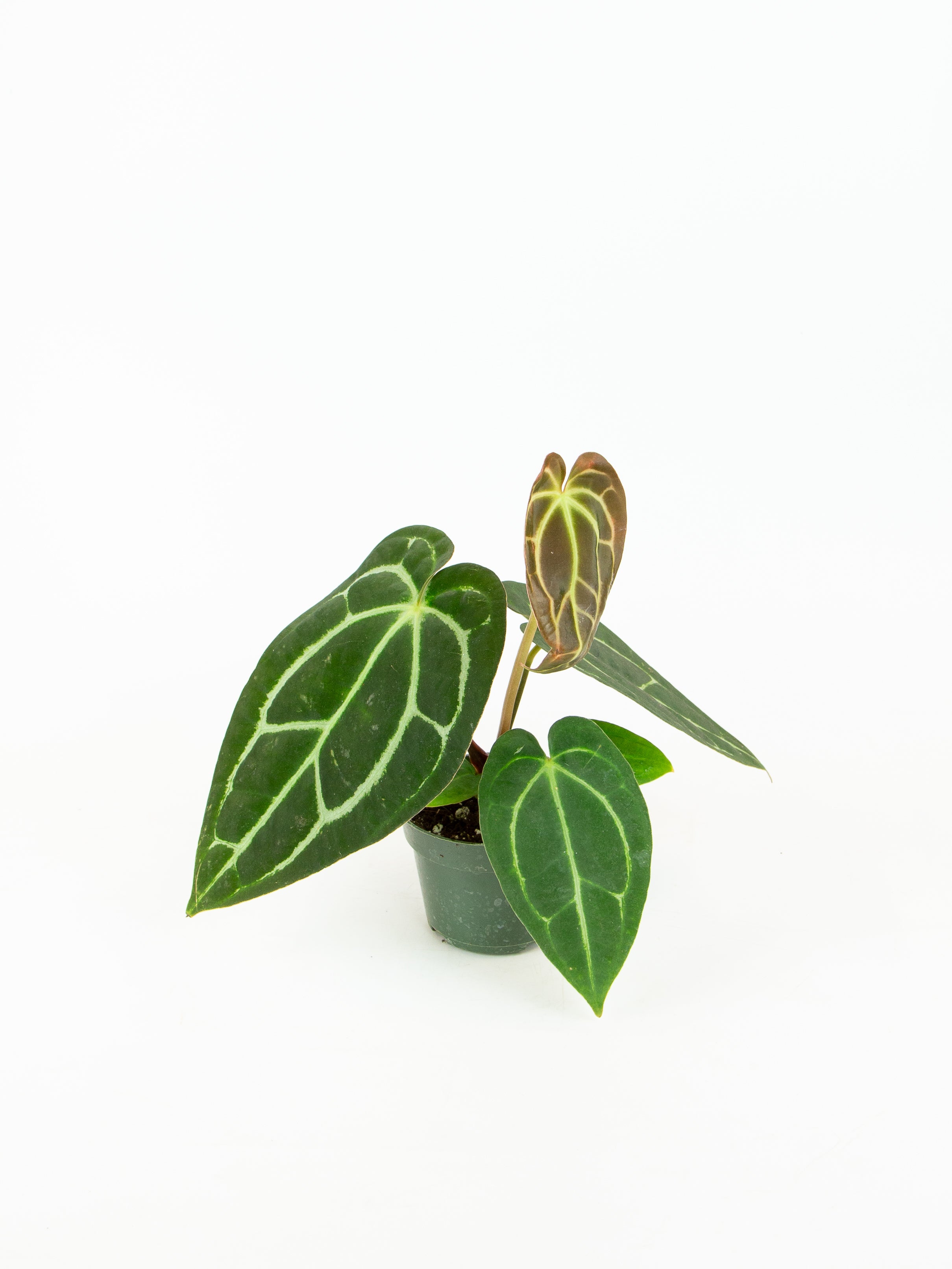 Anthurium hybrids (Options) – ARIUM BOTANICALS