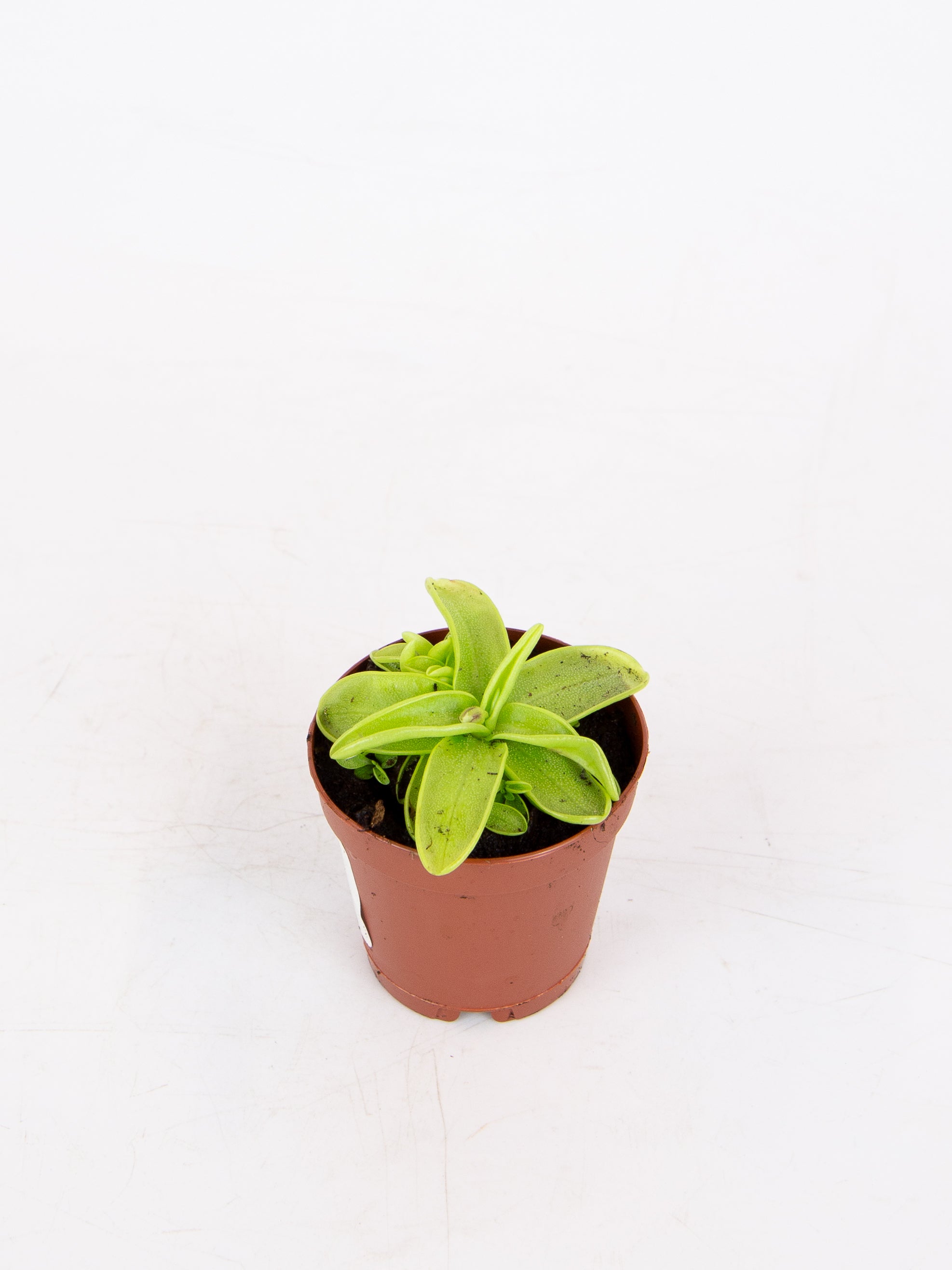 Pinguicula cv. – ARIUM BOTANICALS