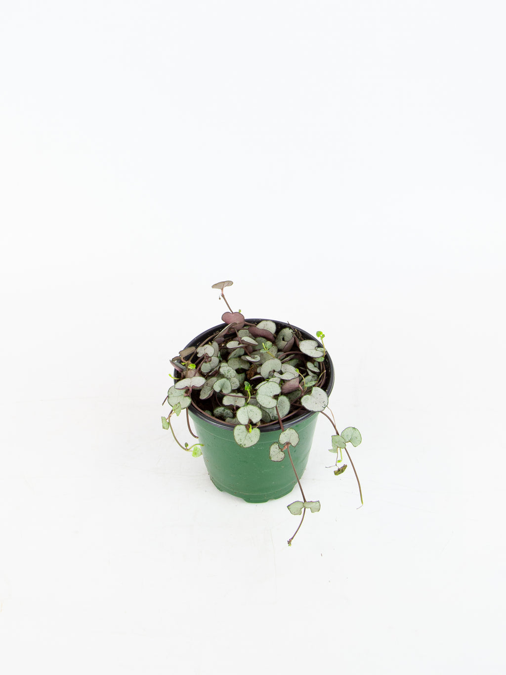 Ceropegia woodii 'Silver Glory' – ARIUM BOTANICALS