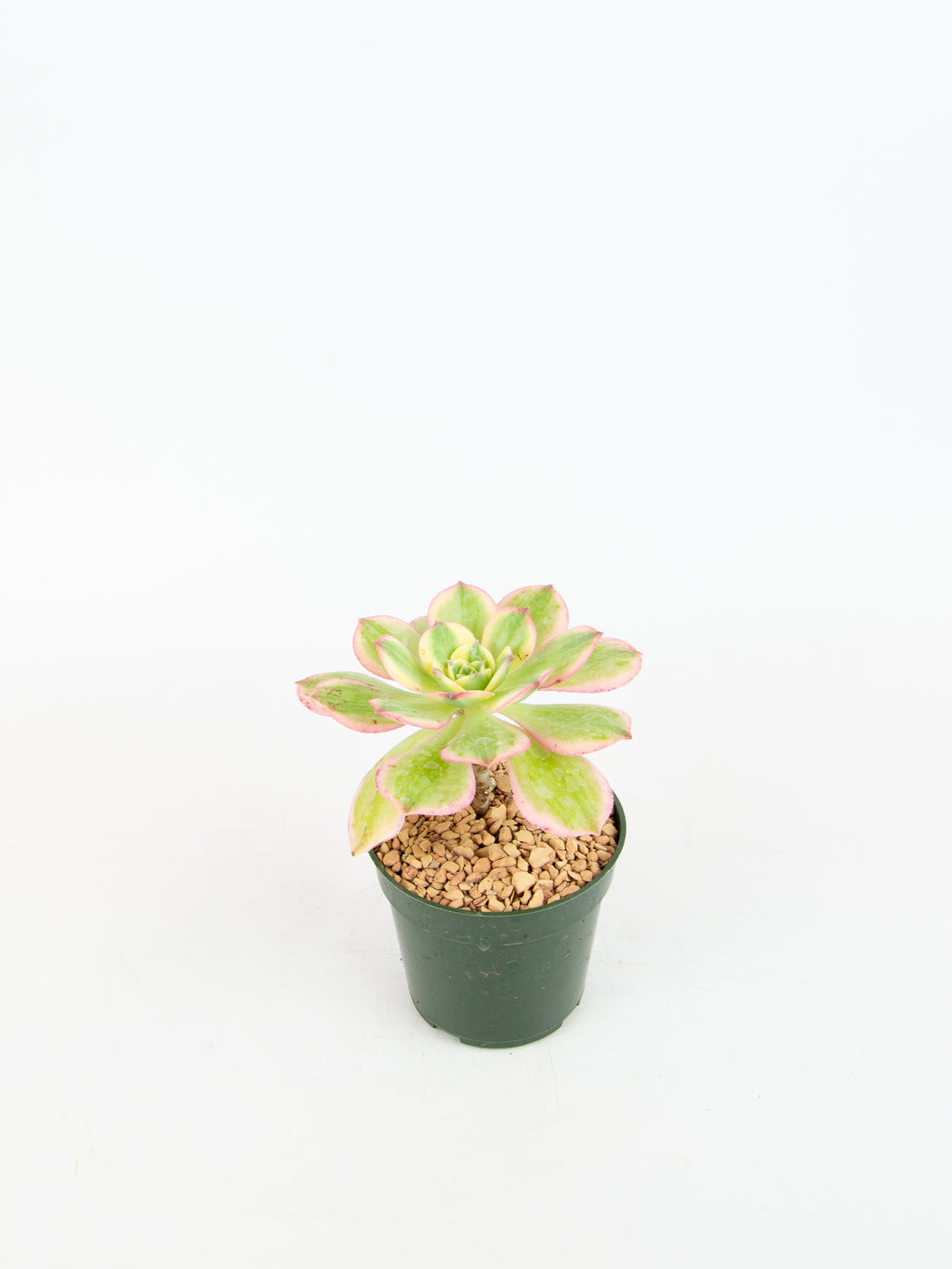 Aeonium 'Sunburst' – ARIUM BOTANICALS