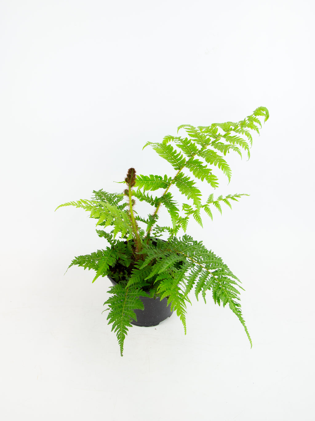 Sphaeropteris cooperi 'Australian Tree Fern' – ARIUM BOTANICALS