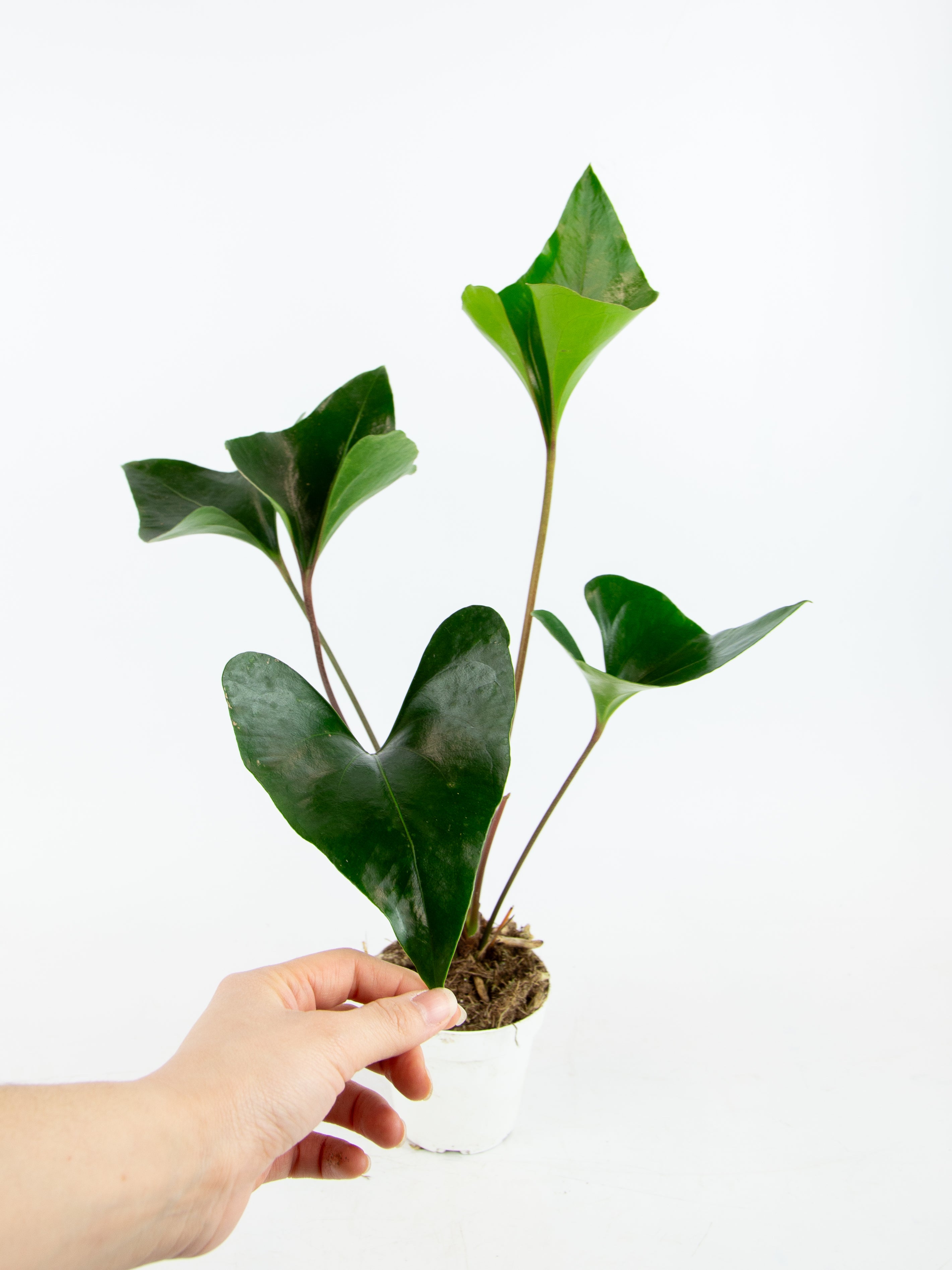 Anthurium 'Arrow' – ARIUM BOTANICALS