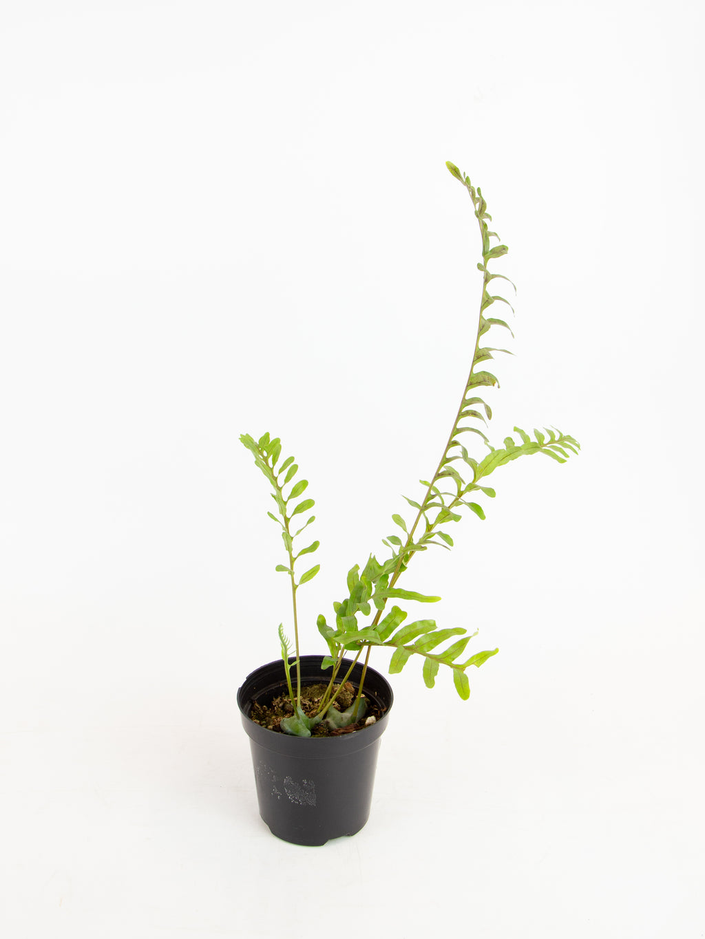 Lecanopteris luzonensis 'Ant Fern' – ARIUM BOTANICALS
