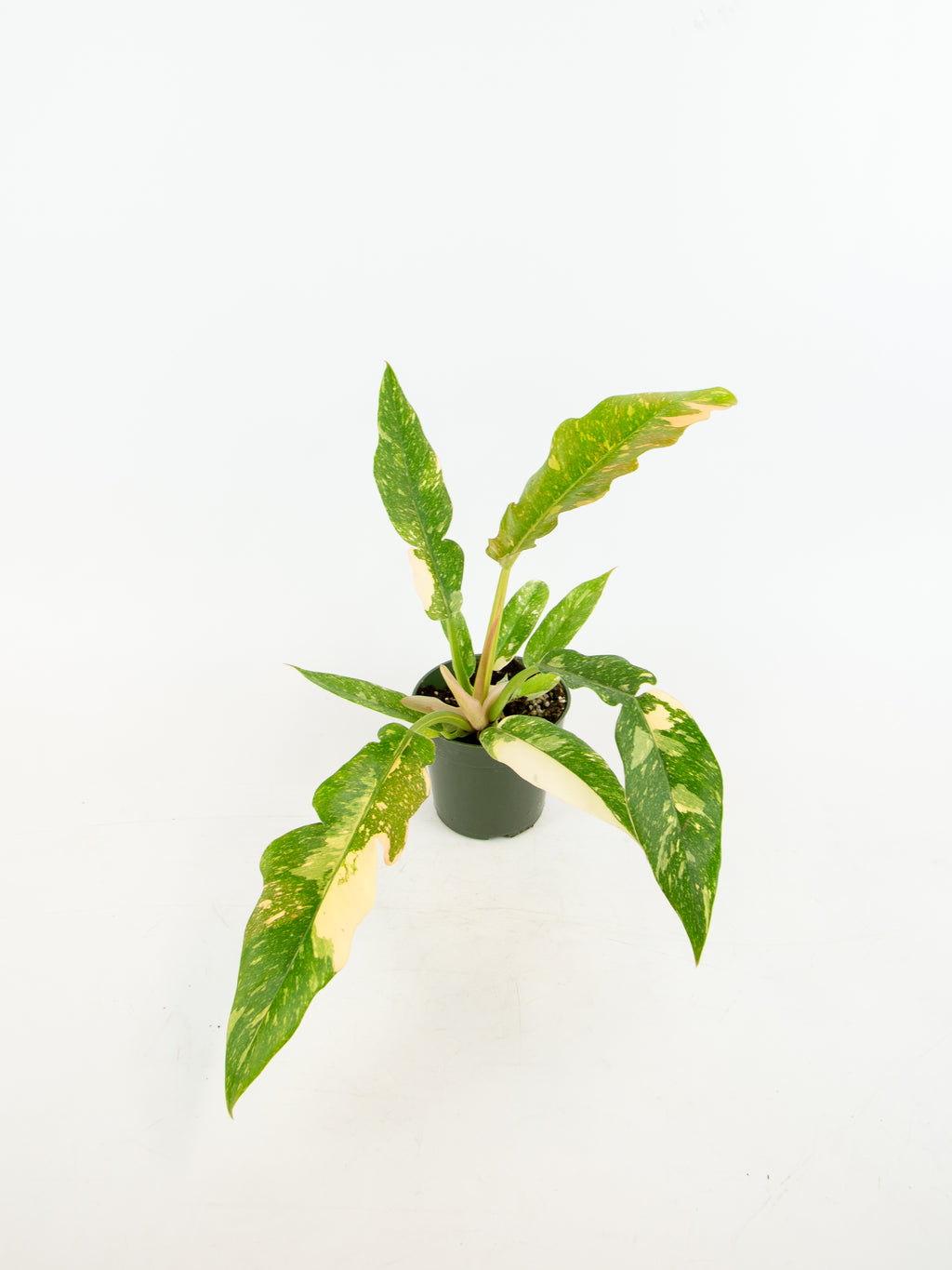 Philodendron 'Ring of Fire' – ARIUM BOTANICALS