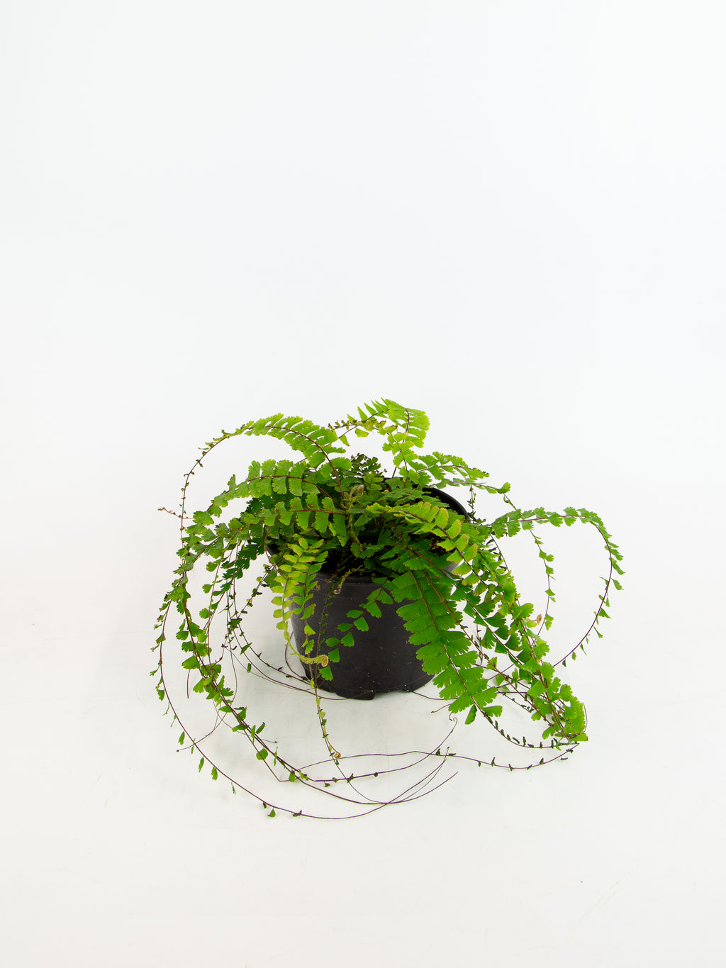 Adiantum caudatum 'Trailing Maidenhair' – ARIUM BOTANICALS