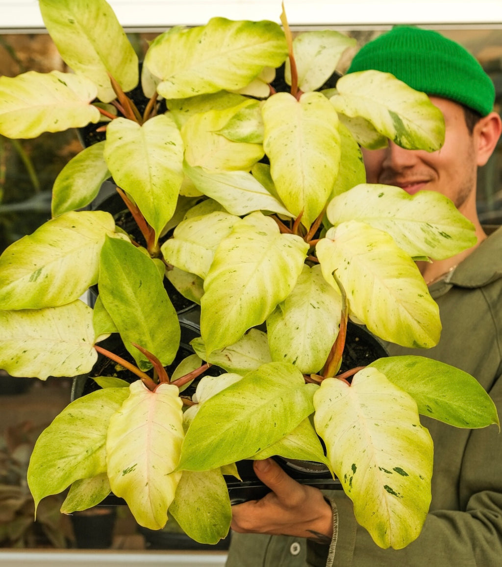 Philodendron 'Snowdrift' – ARIUM BOTANICALS