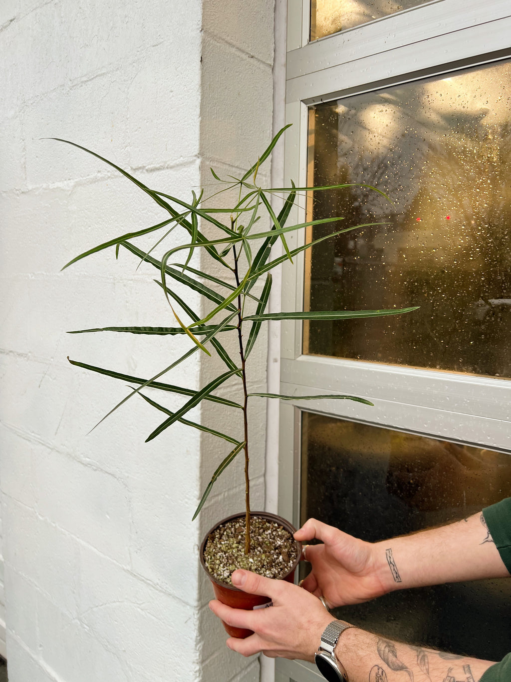 Brachychiton rupestris 'Bottle Tree' – ARIUM BOTANICALS