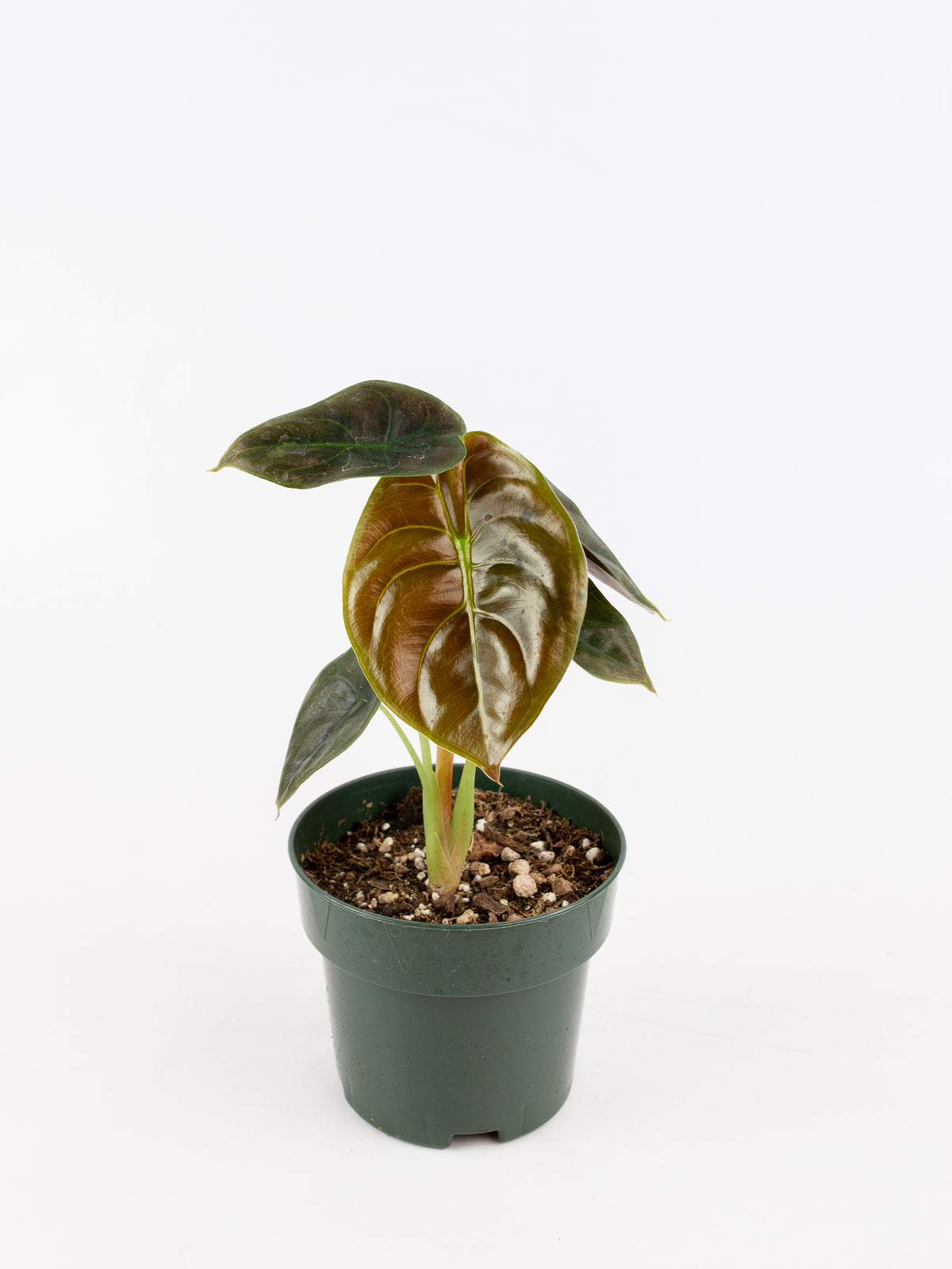 HOME – ARIUM BOTANICALS