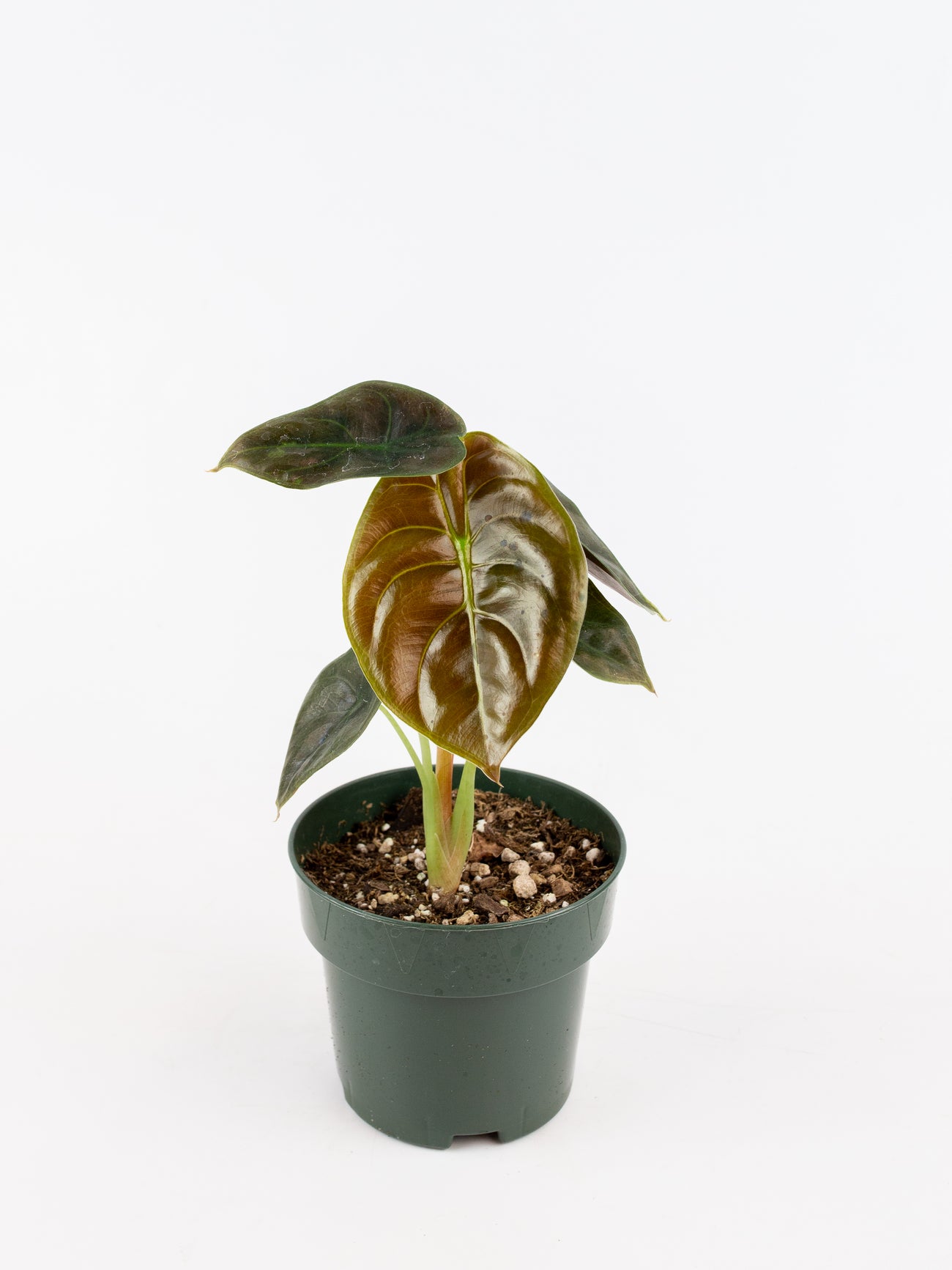 HOME – ARIUM BOTANICALS