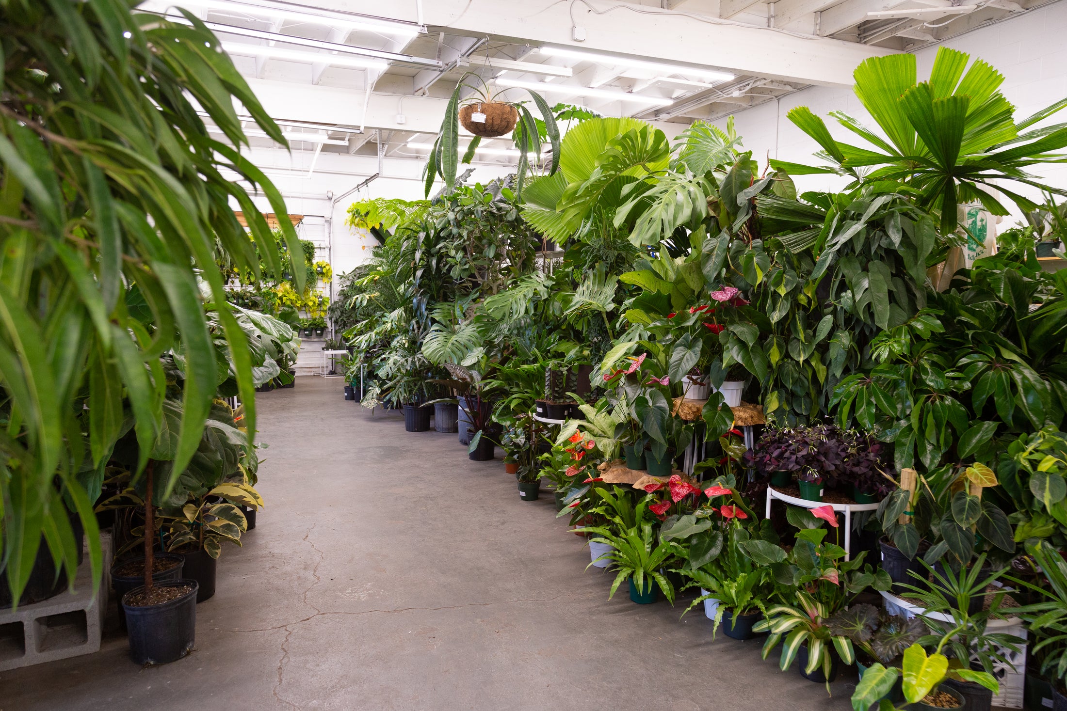 HOME#N#– ARIUM BOTANICALS