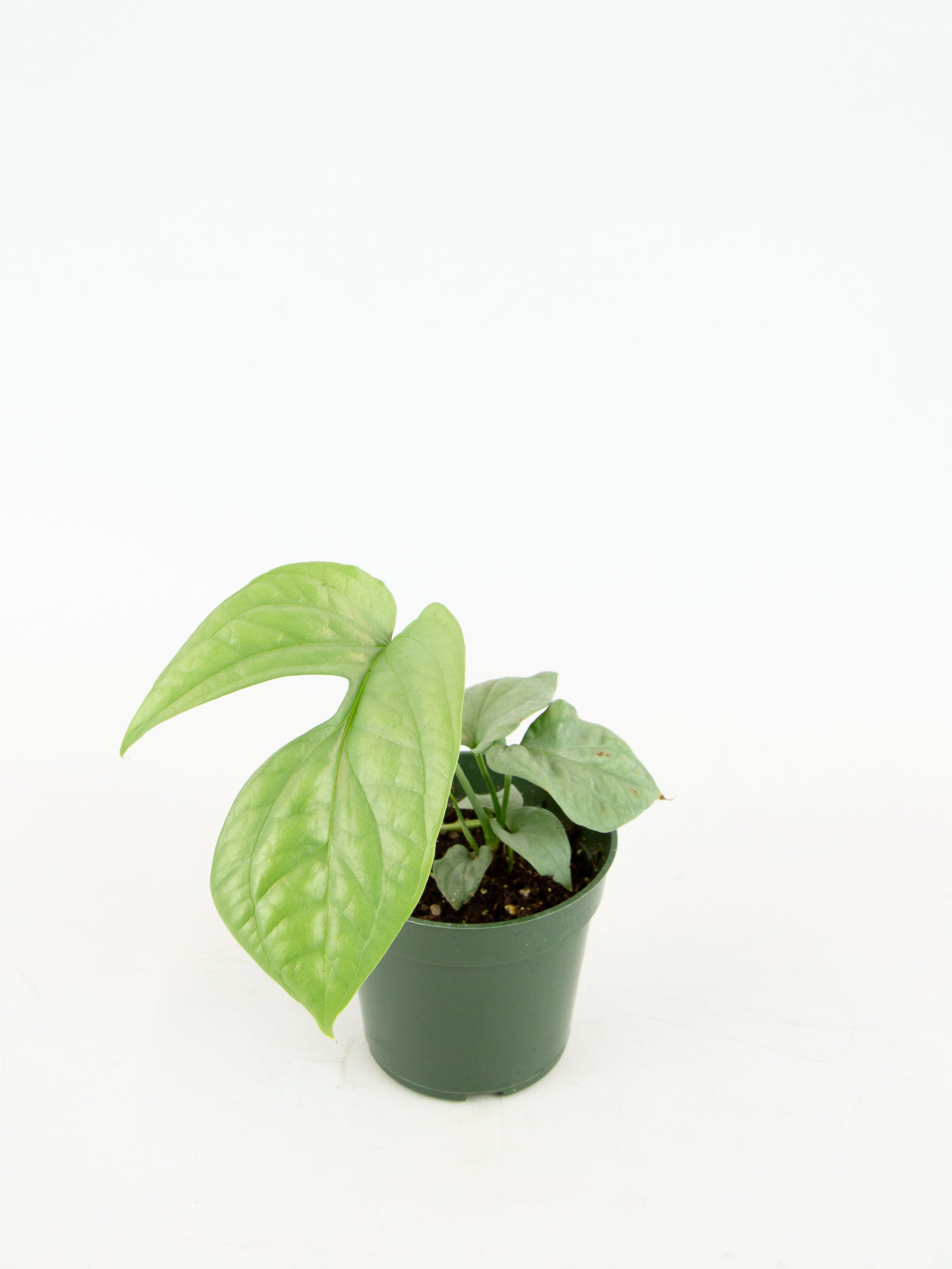 Amydrium medium 'silver' – ARIUM BOTANICALS