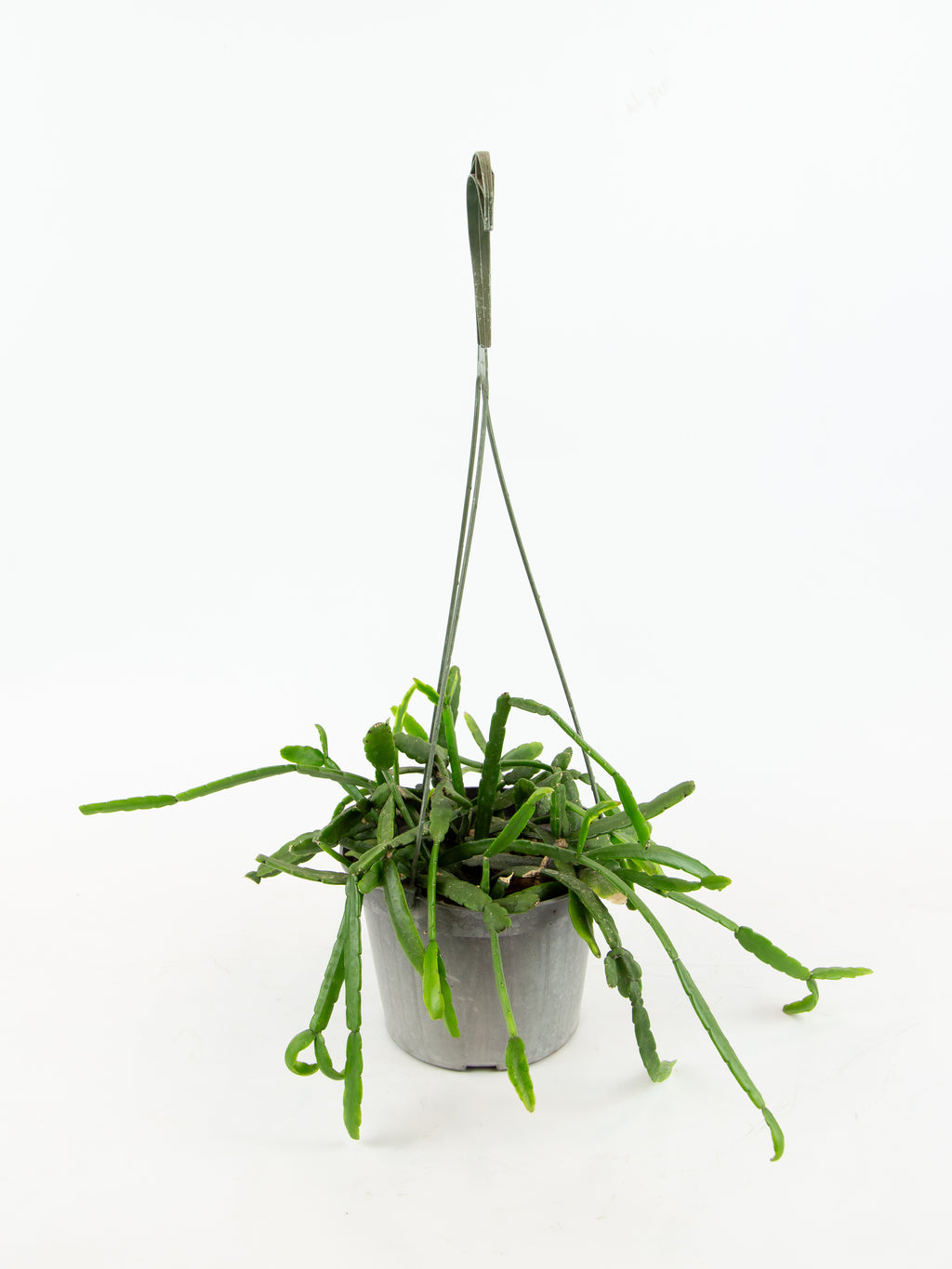 Rhipsalis micrantha – ARIUM BOTANICALS