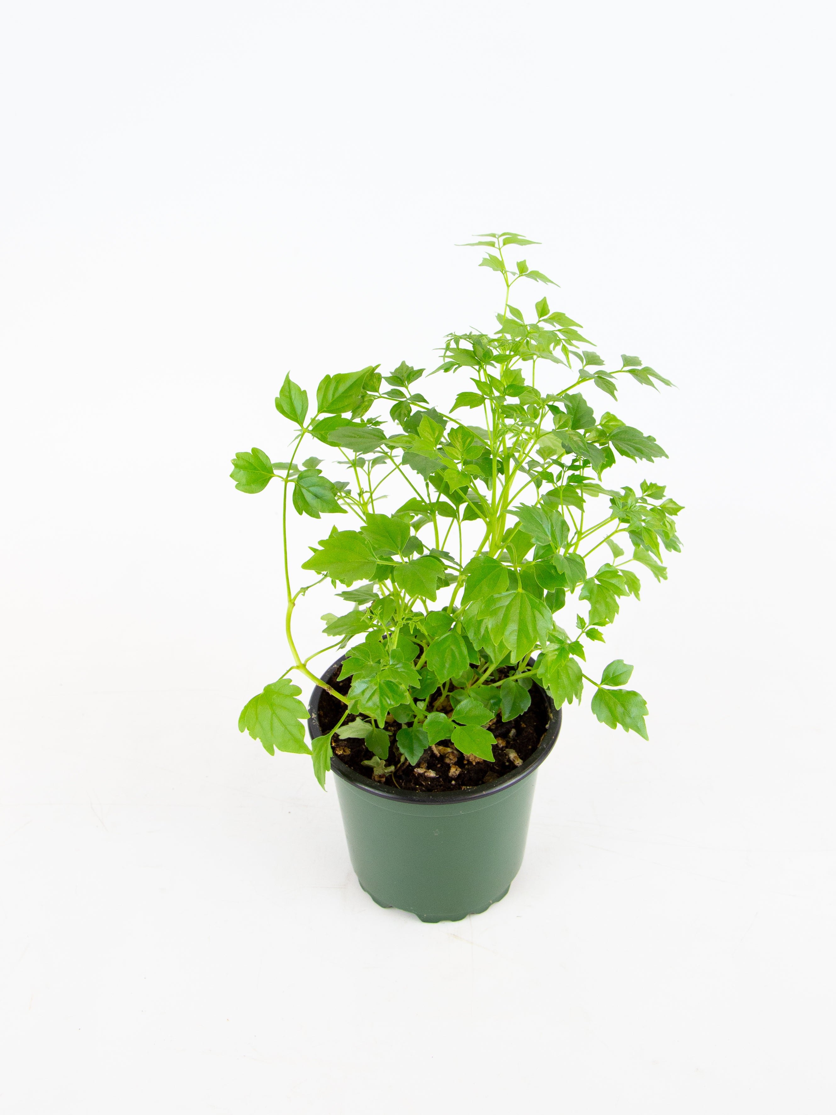 Radermachera sinica 'Emerald Tree' – ARIUM BOTANICALS