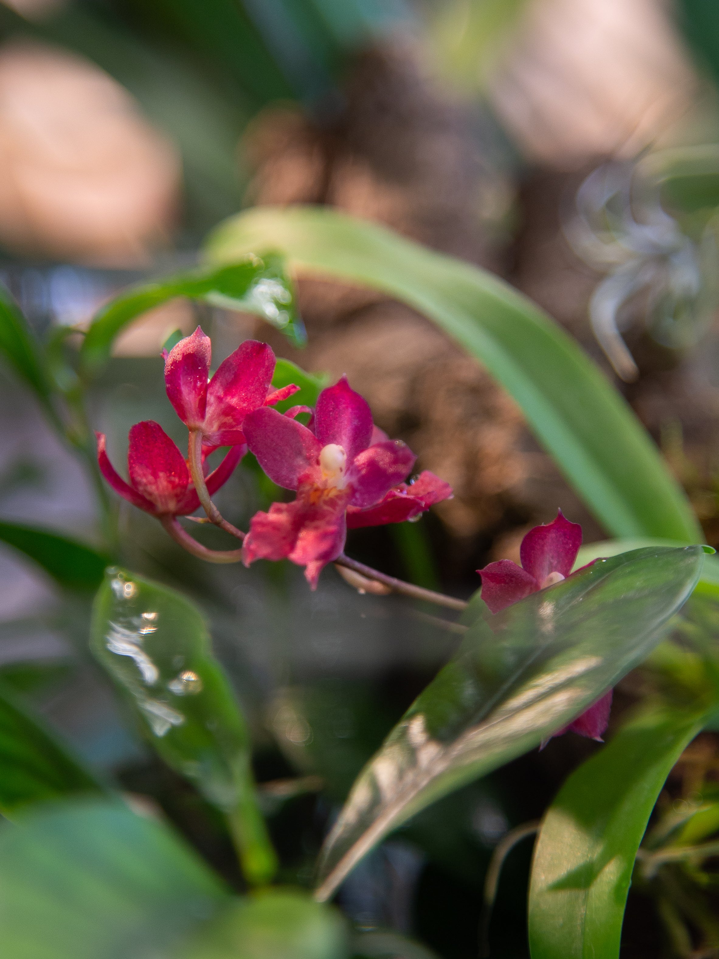 Howeara Lava Burst 'Puanani' – ARIUM BOTANICALS