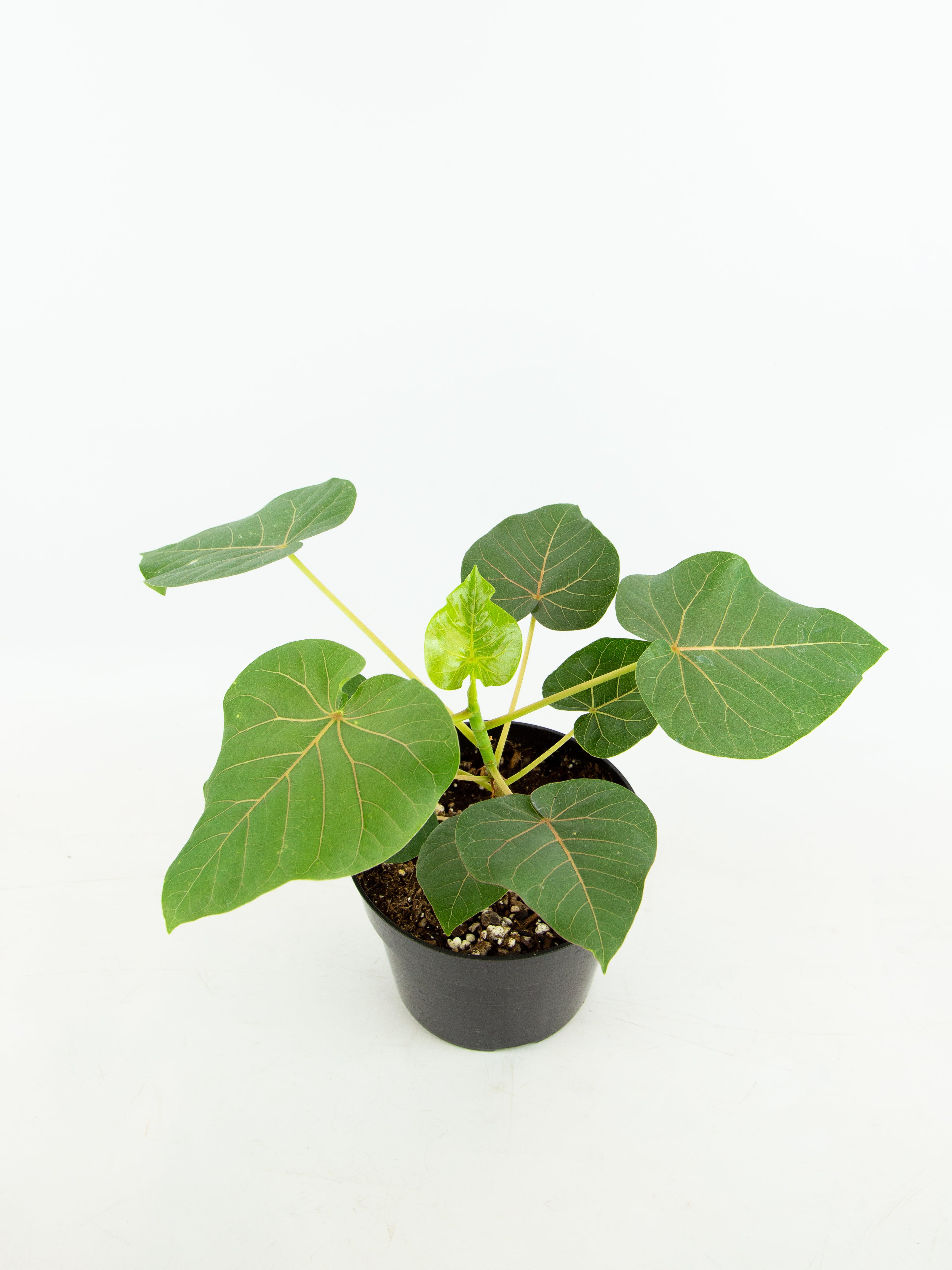 Ficus petiolaris – ARIUM BOTANICALS
