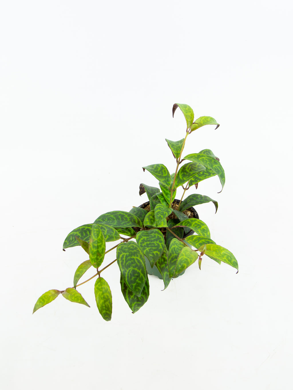 Aeschynanthus longicaulis 'Lipstick Plant' – ARIUM BOTANICALS