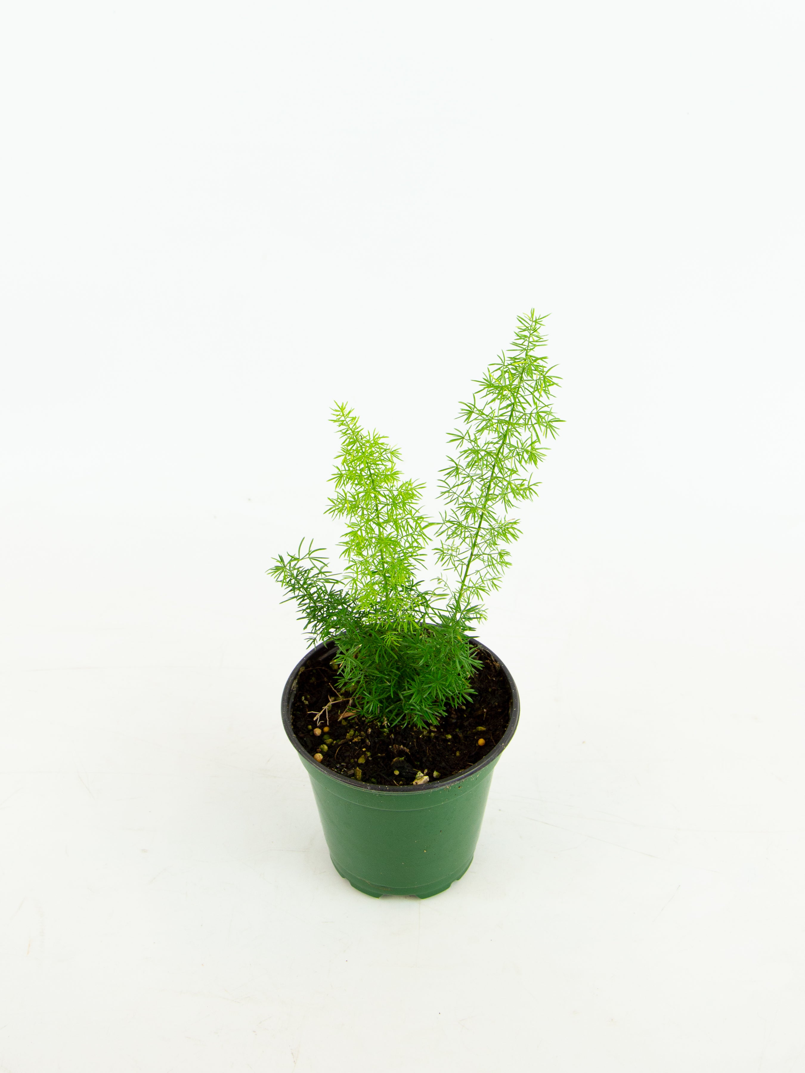 Asparagus densiflorus – ARIUM BOTANICALS