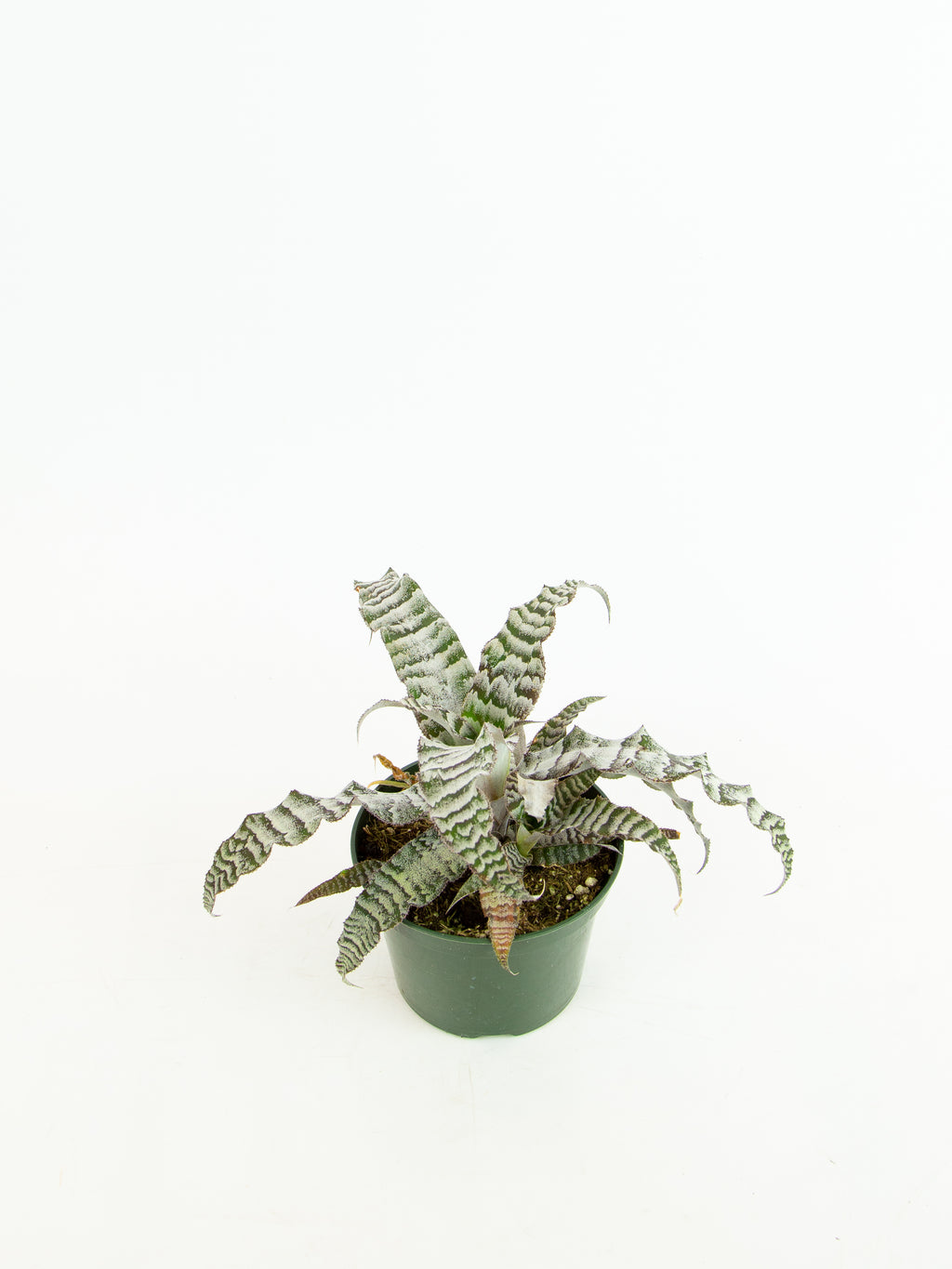 Cryptanthus cv. – ARIUM BOTANICALS