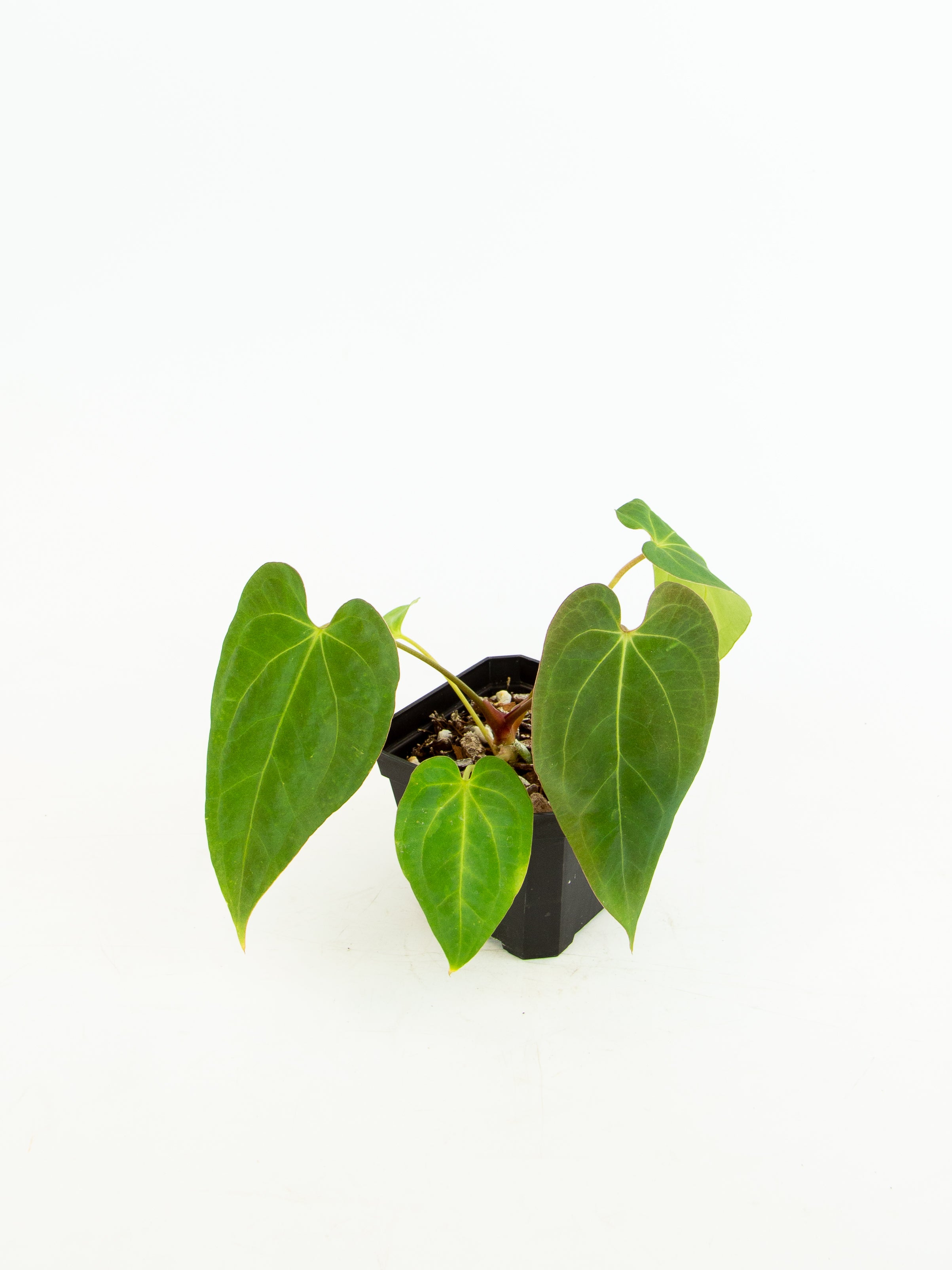 Anthurium papillilaminum x red crystallinum – ARIUM BOTANICALS