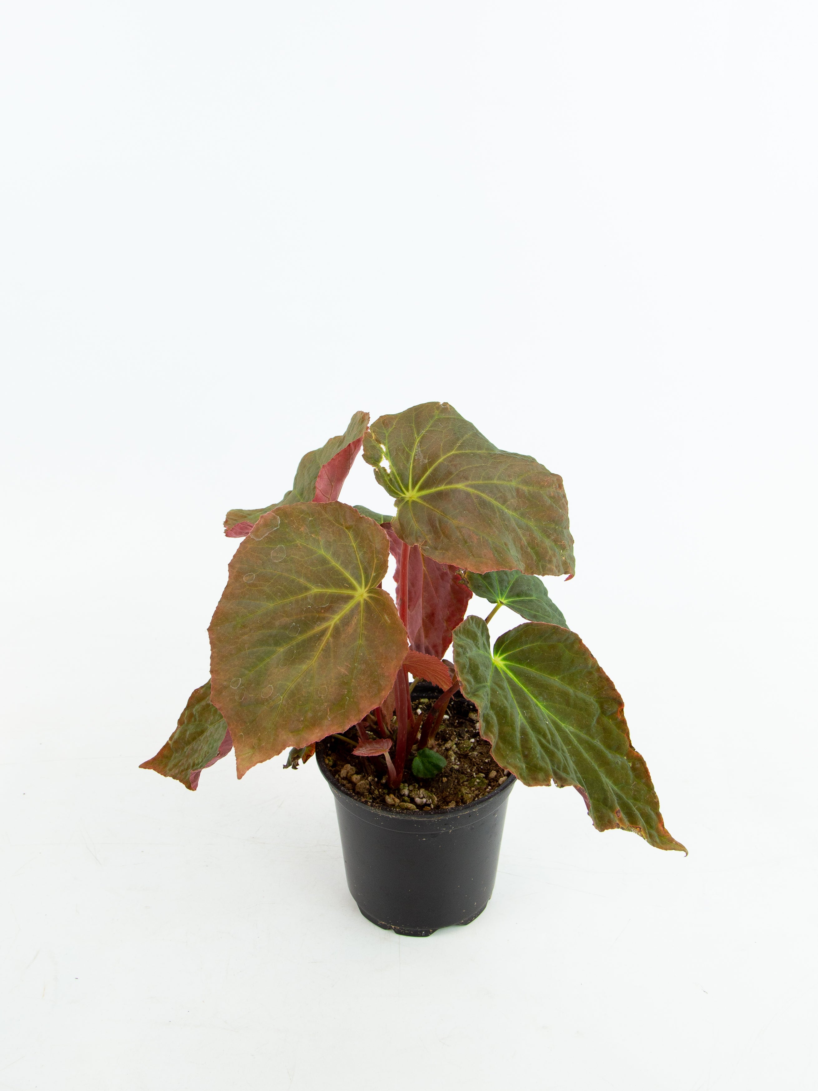 Begonia pavonina – ARIUM BOTANICALS