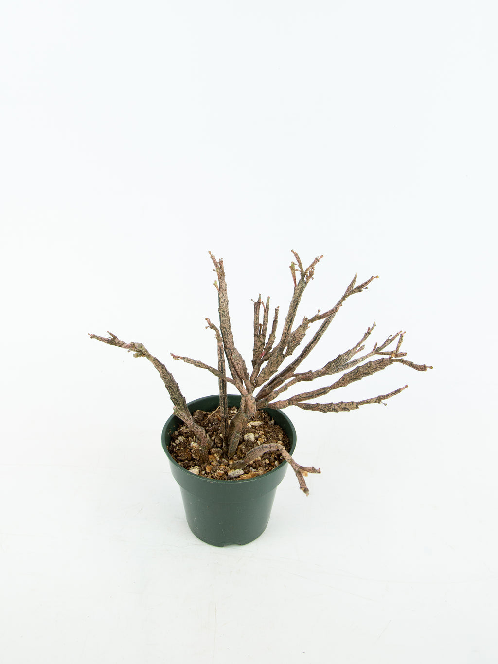 Euphorbia platyclada – ARIUM BOTANICALS