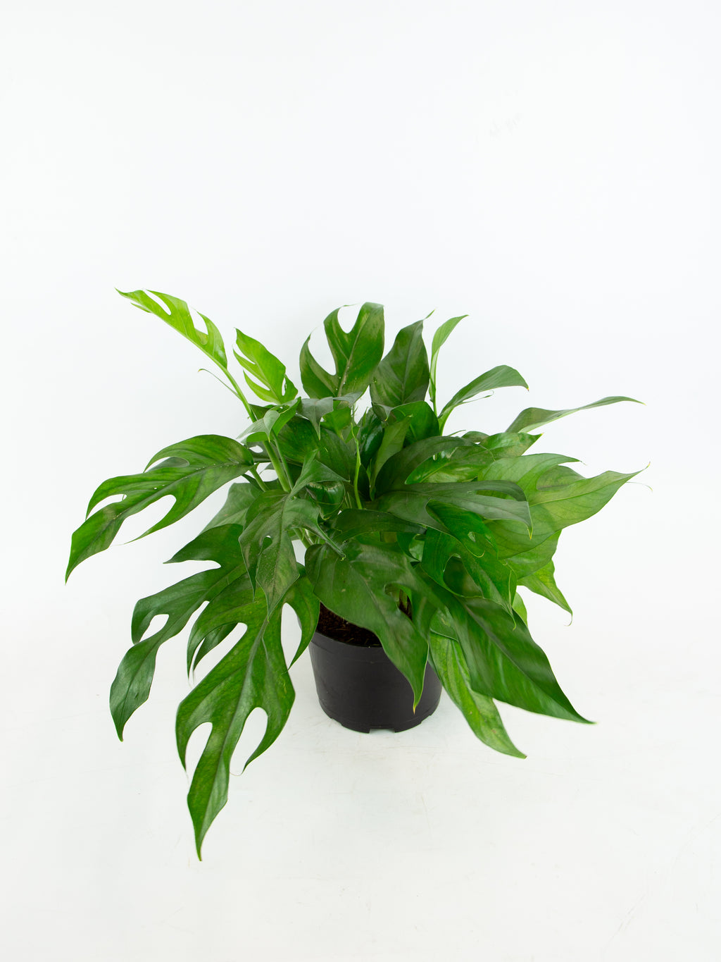 Epipremnum pinnatum 'Baltic Blue' – ARIUM BOTANICALS