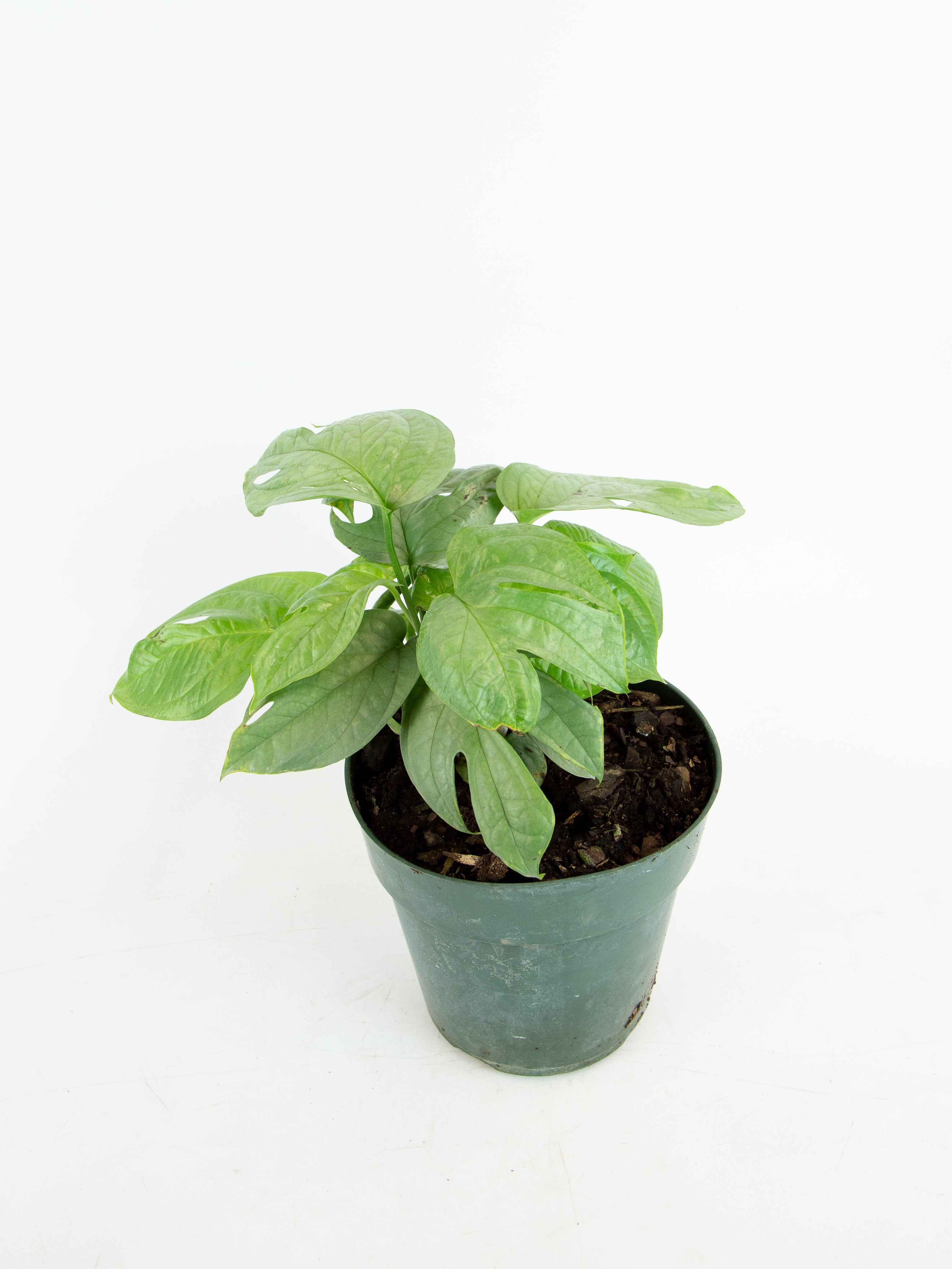 Amydrium medium 'silver' – ARIUM BOTANICALS