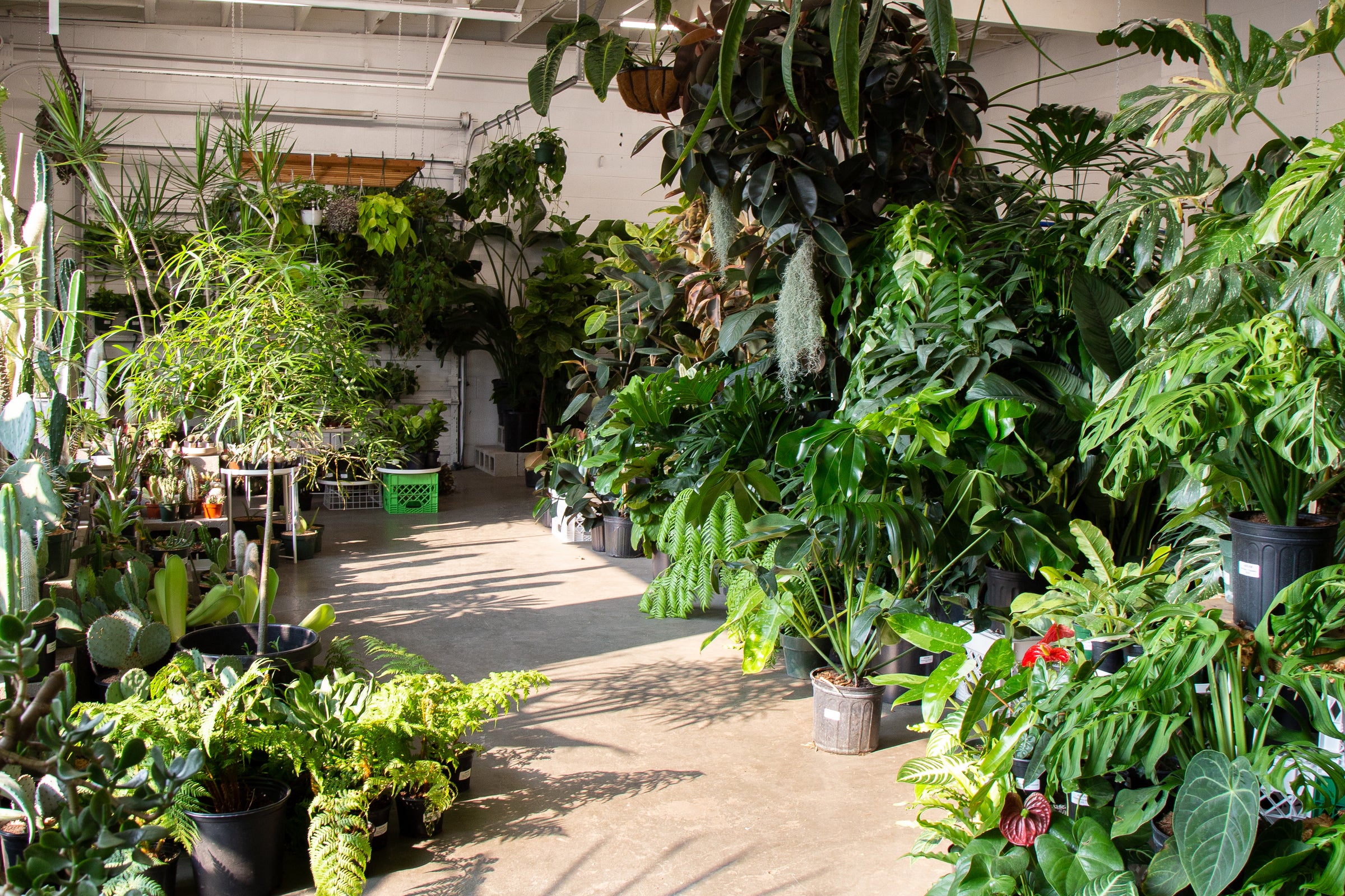 HOME – ARIUM BOTANICALS